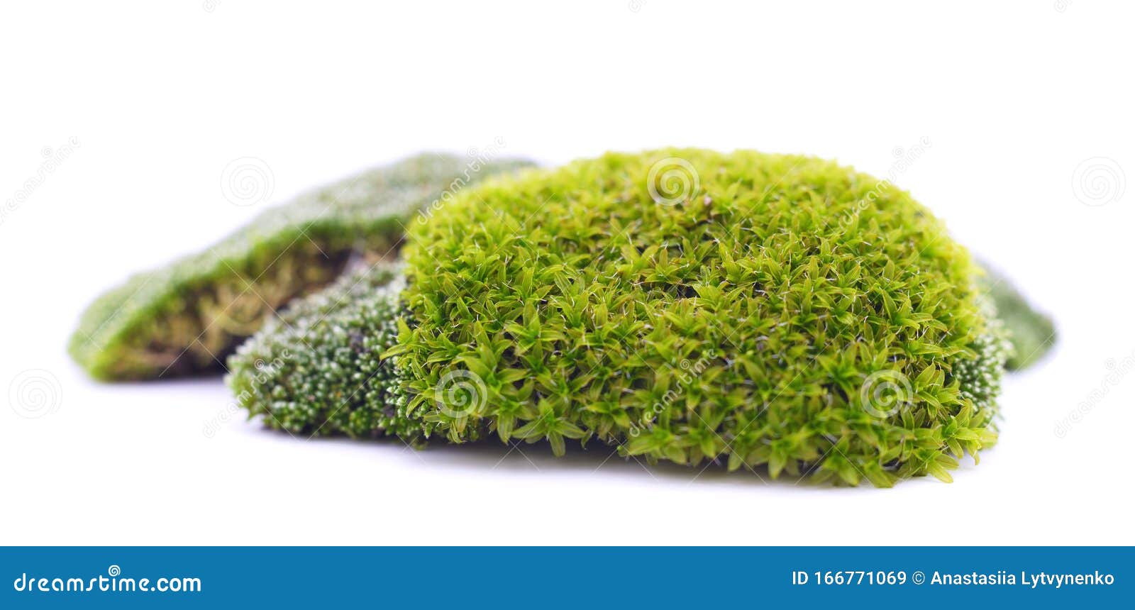 Green beautiful moss stock image. Image of organic, fresh - 166771069