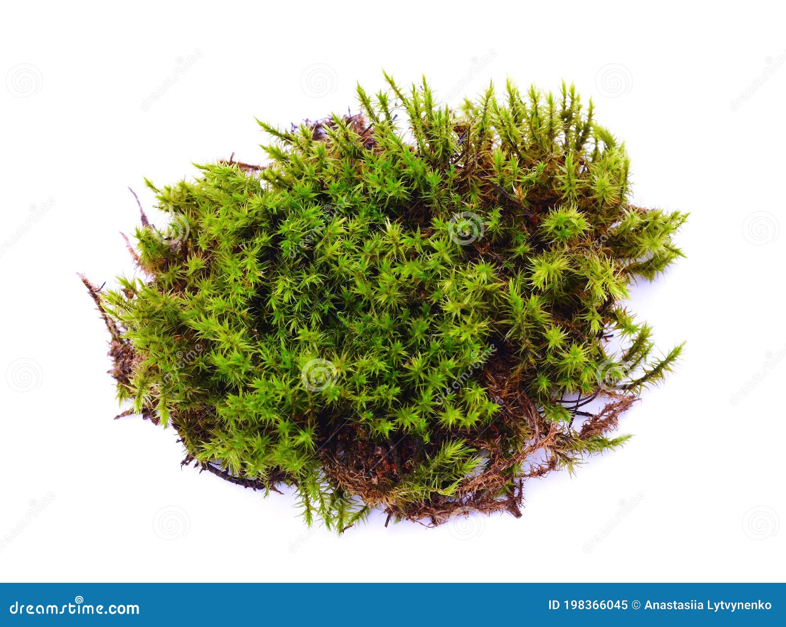 Green beautiful moss stock image. Image of forest, green - 198366045