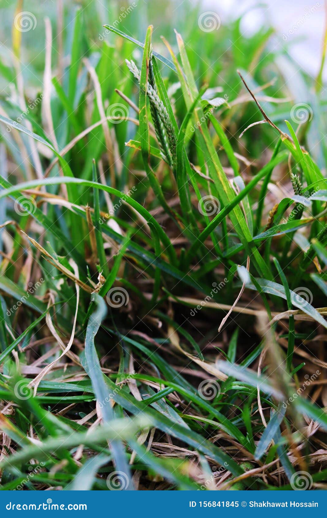 Green Beautiful Natural Grass into the Field Stock Image - Image of ...