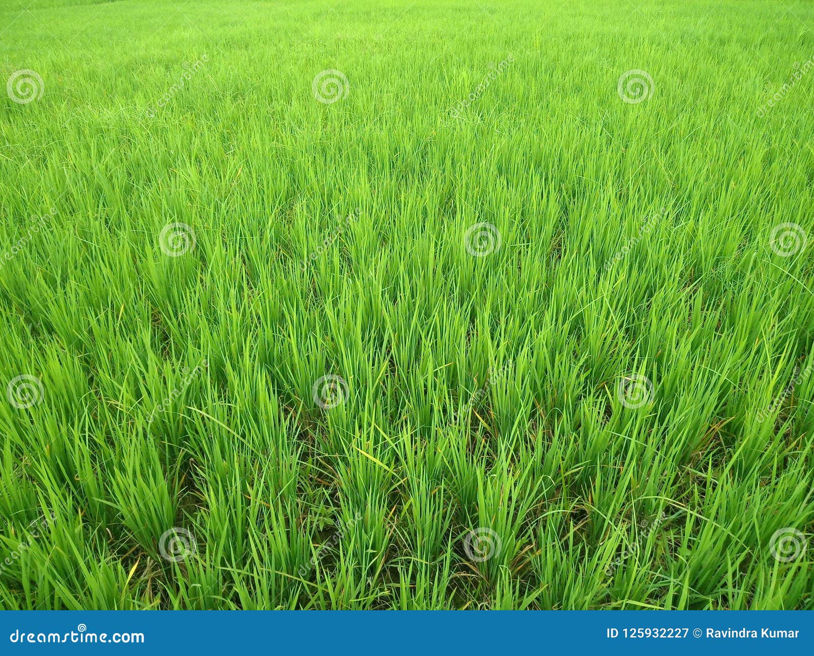 Paddy stock image. Image of crop, beautiful, fild, green - 125932227