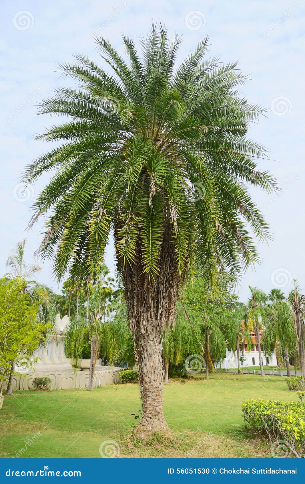 Green beautiful palm tree stock photo. Image of green - 56051530