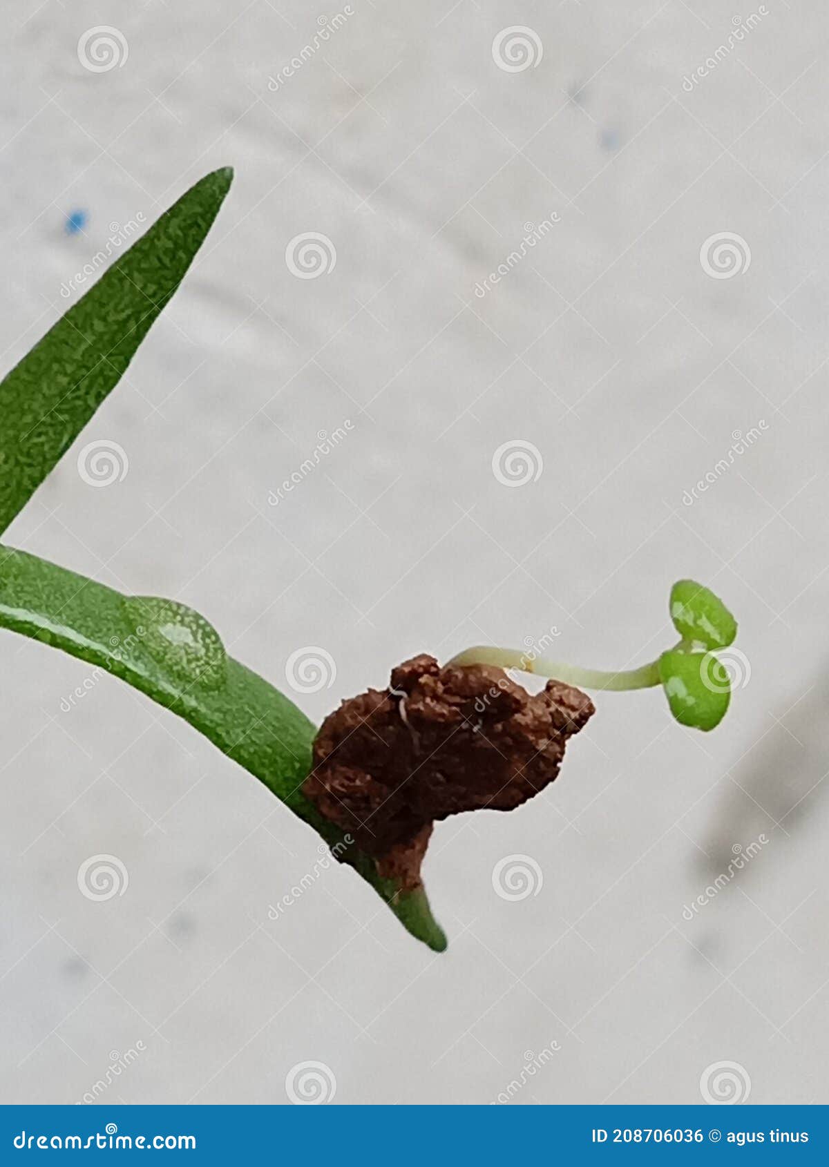Green beautiful seed stock photo. Image of fruit, produce - 208706036