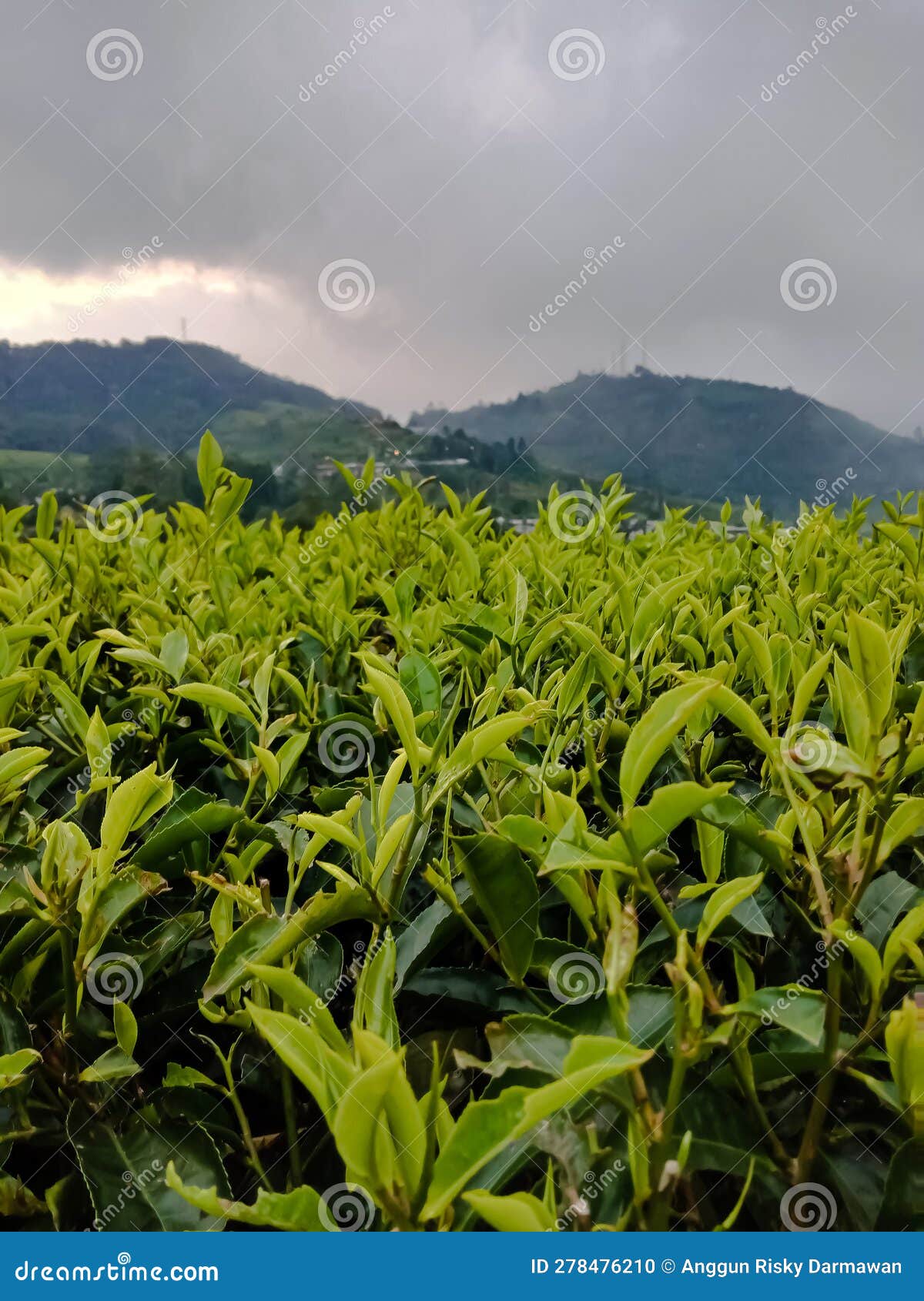 Green and Beautiful Tea Plantation Scenery Stock Photo - Image of ...