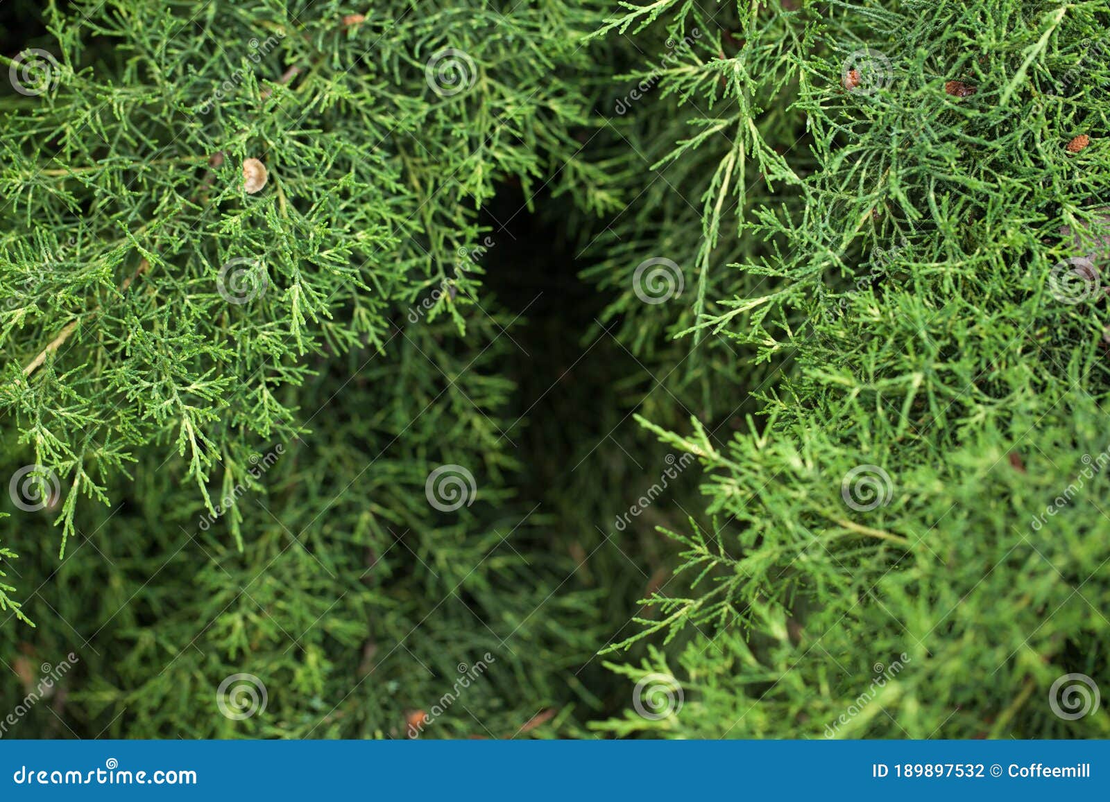 Green Beautiful Tree In The Forest, A Background Of Green Tree Branches ...