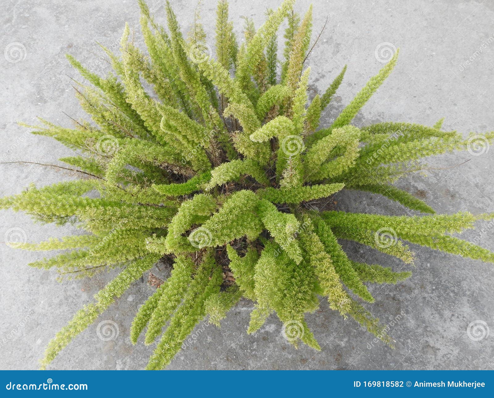 Green Beautiful Tree with Sharp Leaves Stock Photo - Image of cactus ...