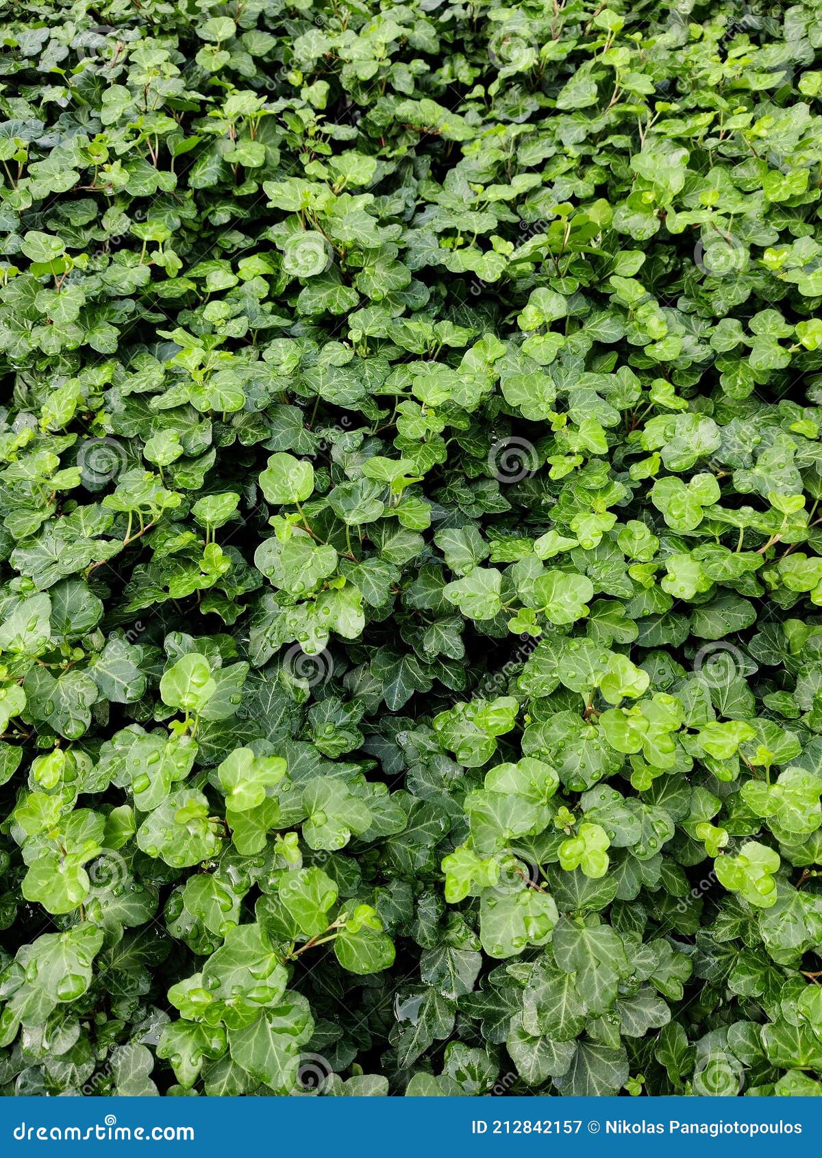 Green Bed of Ivy with Small Leaves Stock Image - Image of green ...