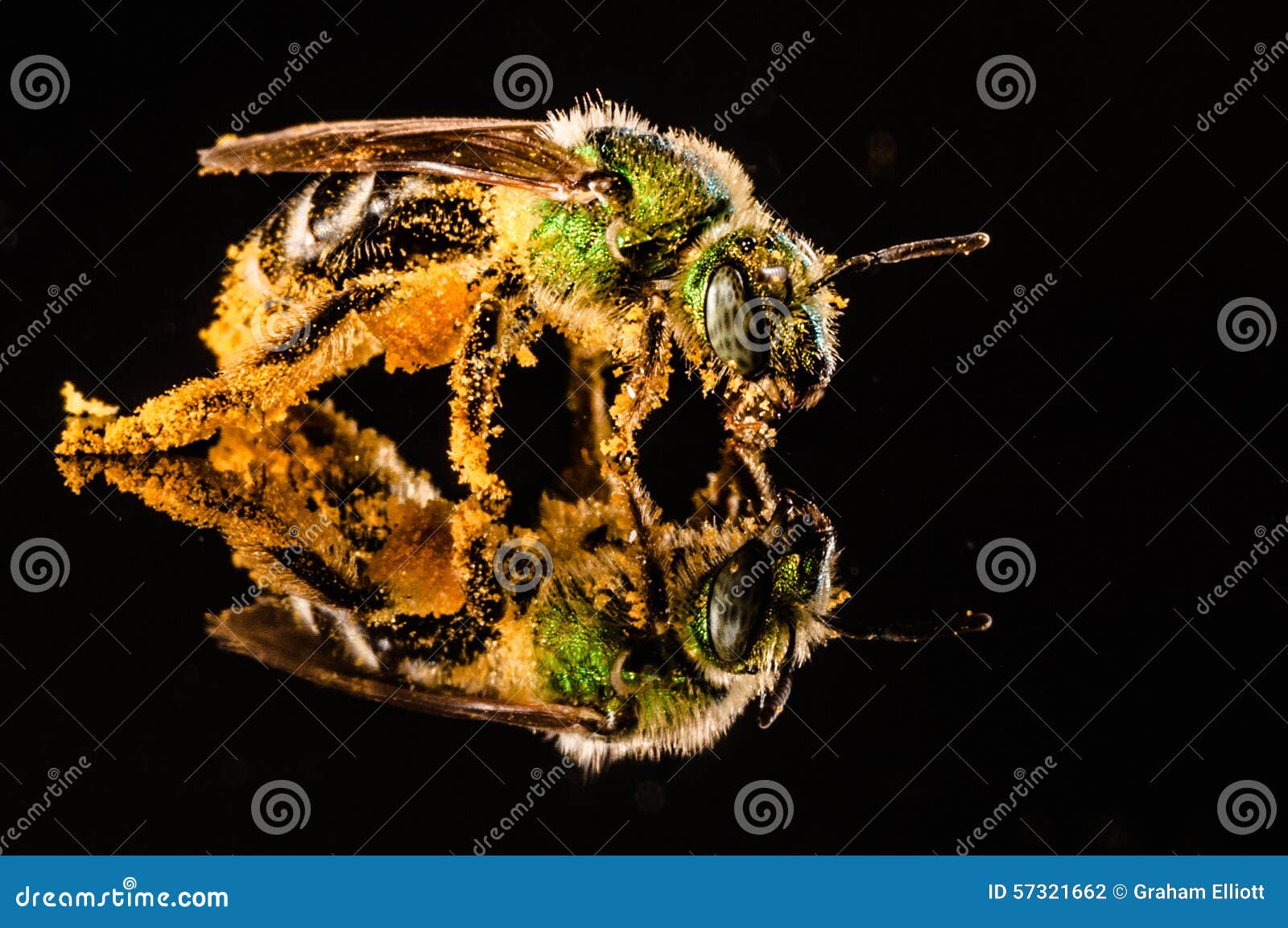 Green Bee Covered with Pollen Stock Photo - Image of reflection, insect ...