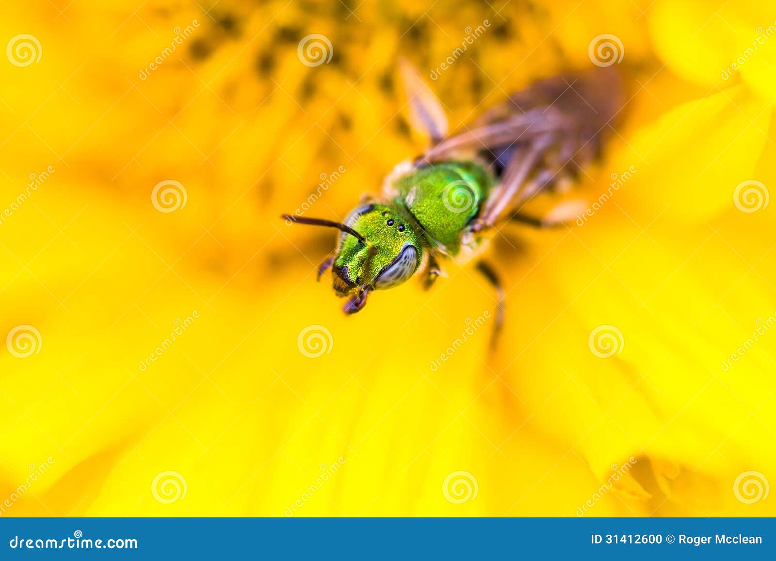 Green Bee Discovering Yellow Stock Photo - Image of flora, halictidae ...