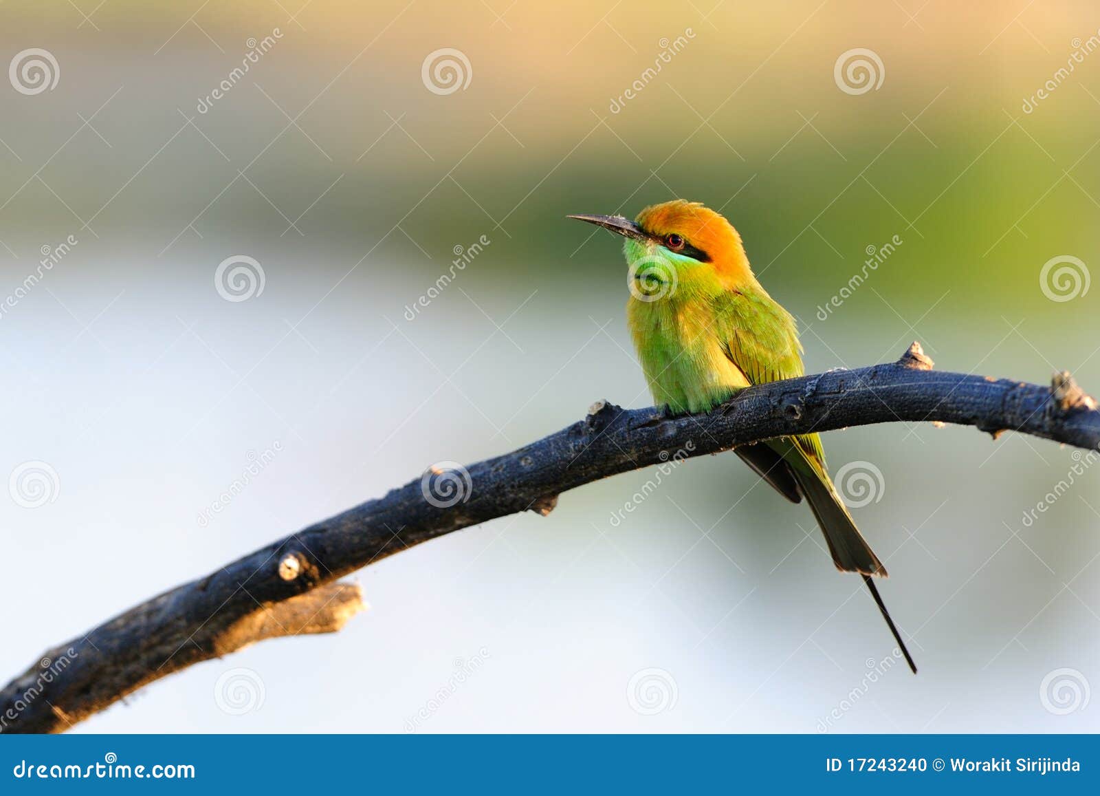 Green Bee-Eater stock photo. Image of wildlife, feeding - 17243240