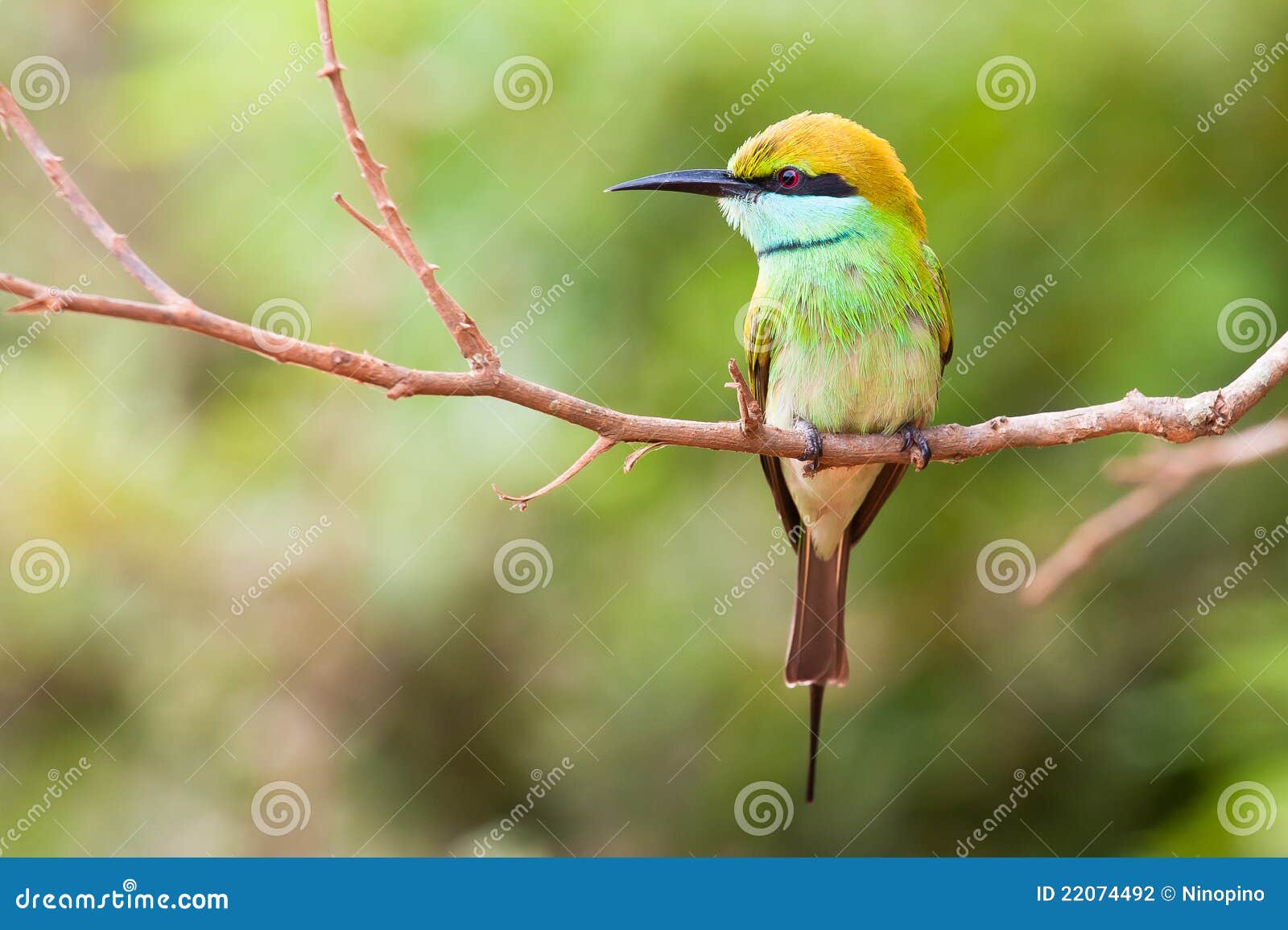 Green Bee-eater Bird On Branch Of Sacred Tree Royalty-Free Stock Image ...