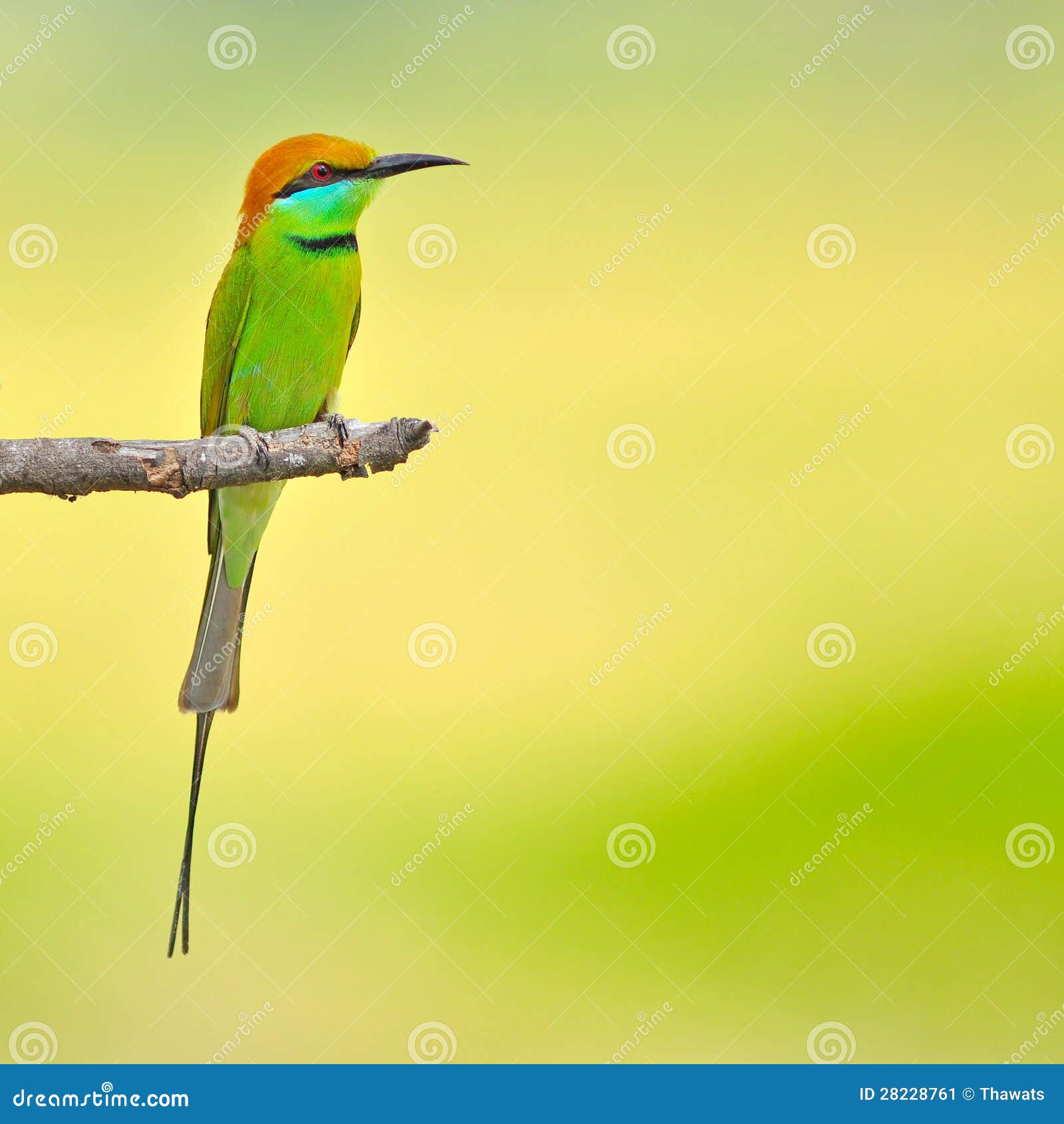 Green bee-eater stock image. Image of animal, green, nature - 28228761