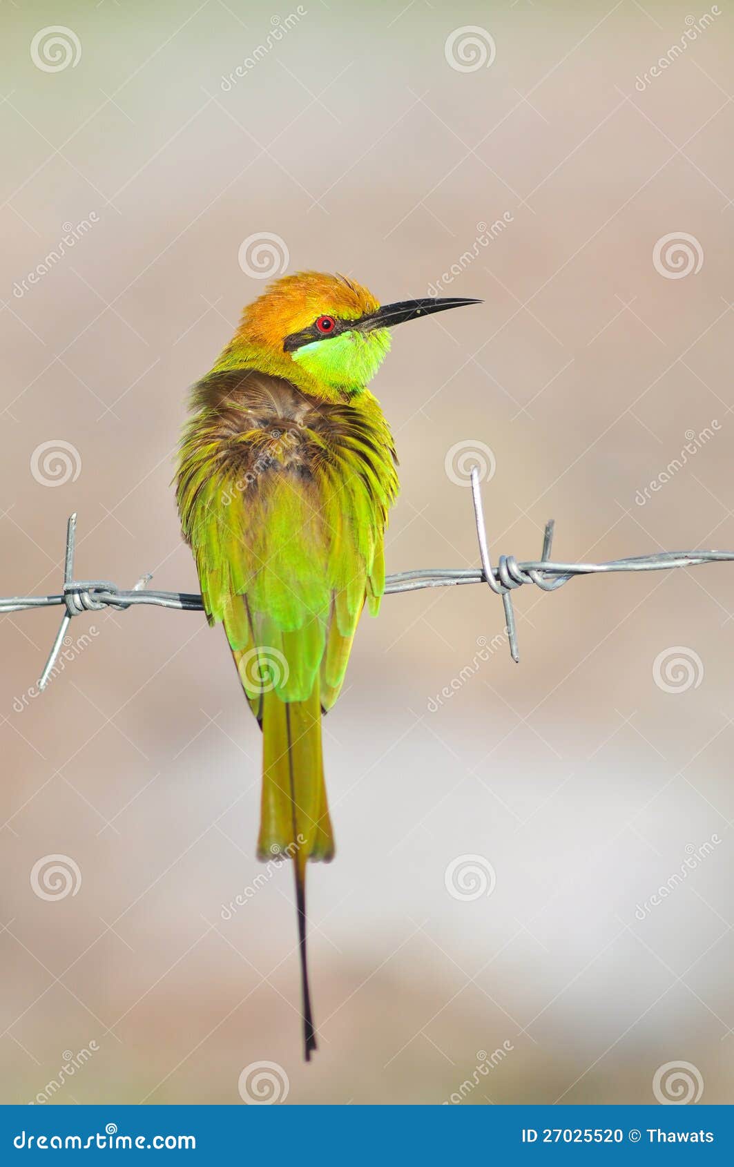 Green bee-eater bird stock photo. Image of predator, background - 27025520
