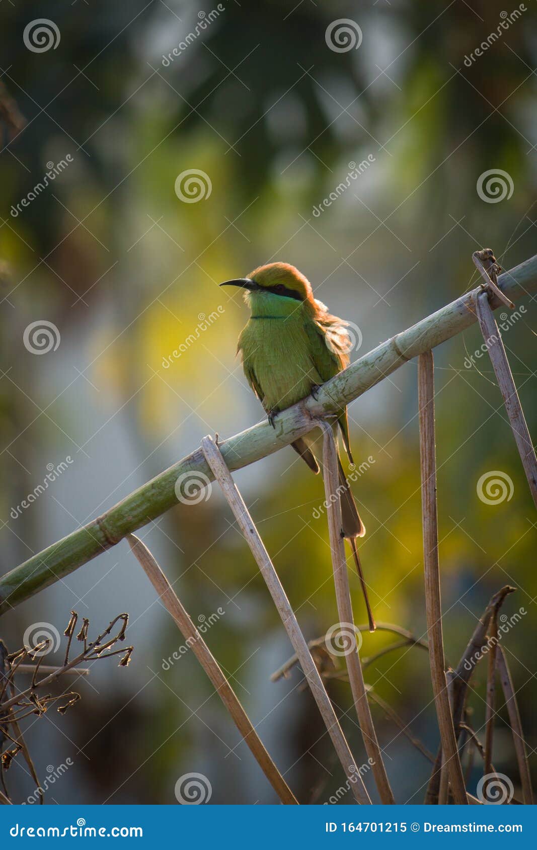 Green Bee Eater Bird Chhattisgarh Common Bird Stock Image - Image of ...