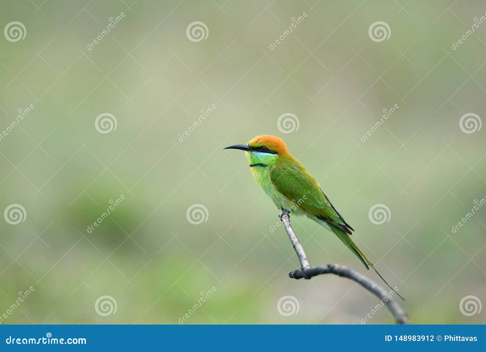 Green Bee-eater ,Common Bird in Thailand Stock Photo - Image of common ...