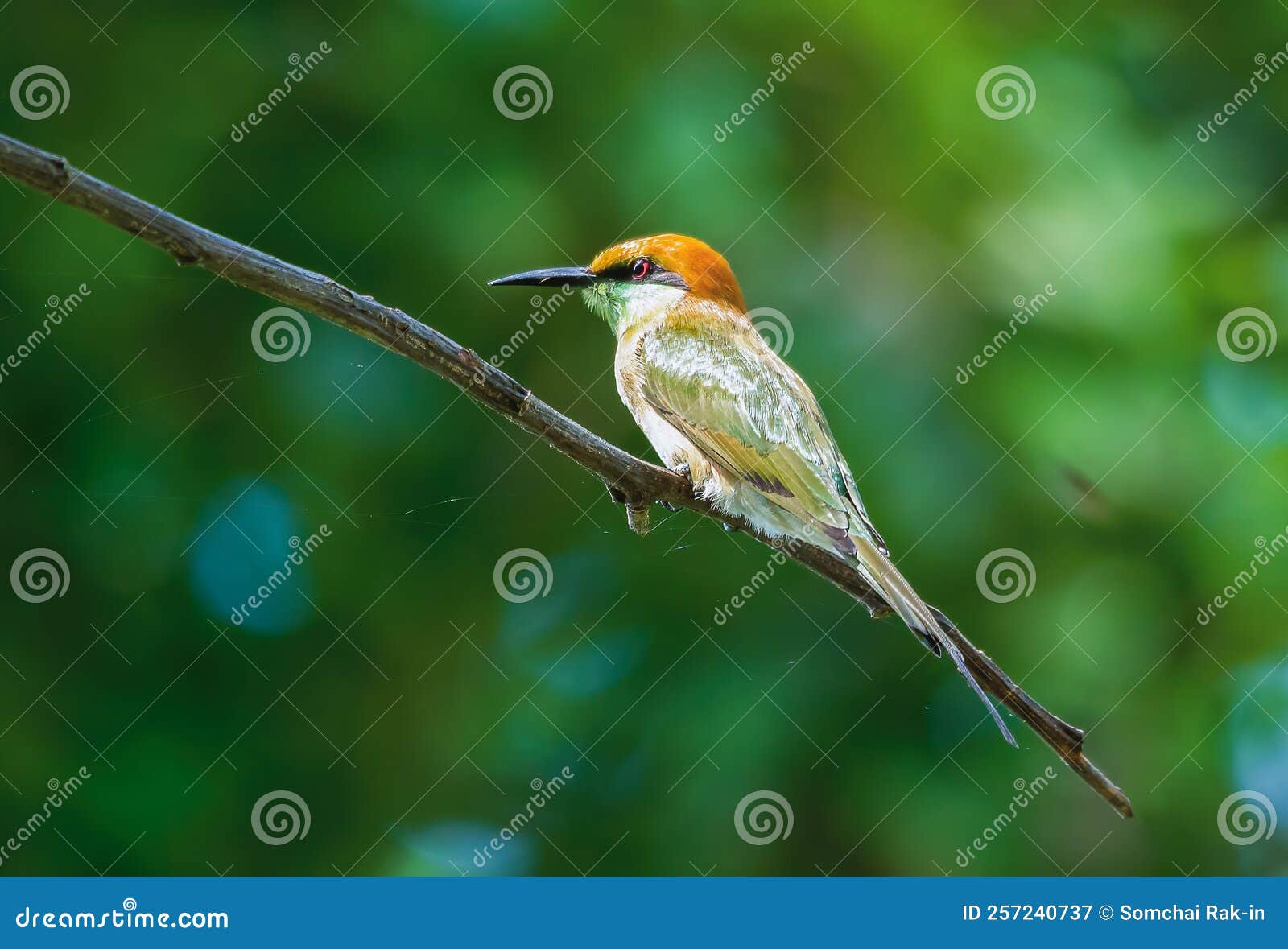 The Green Bee-eater Merops Orientalis Sitting on the Branch and Green ...