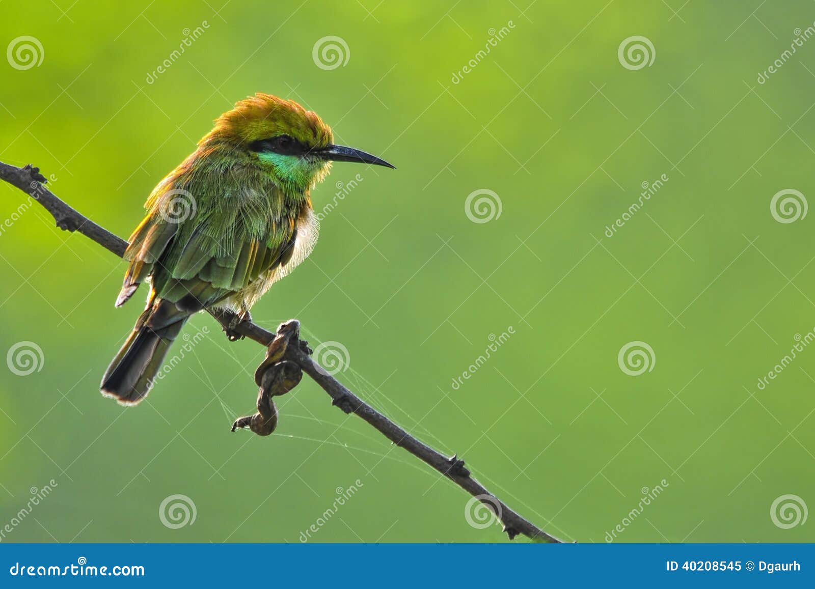 Green Bee Eater stock image. Image of strange, india - 40208545