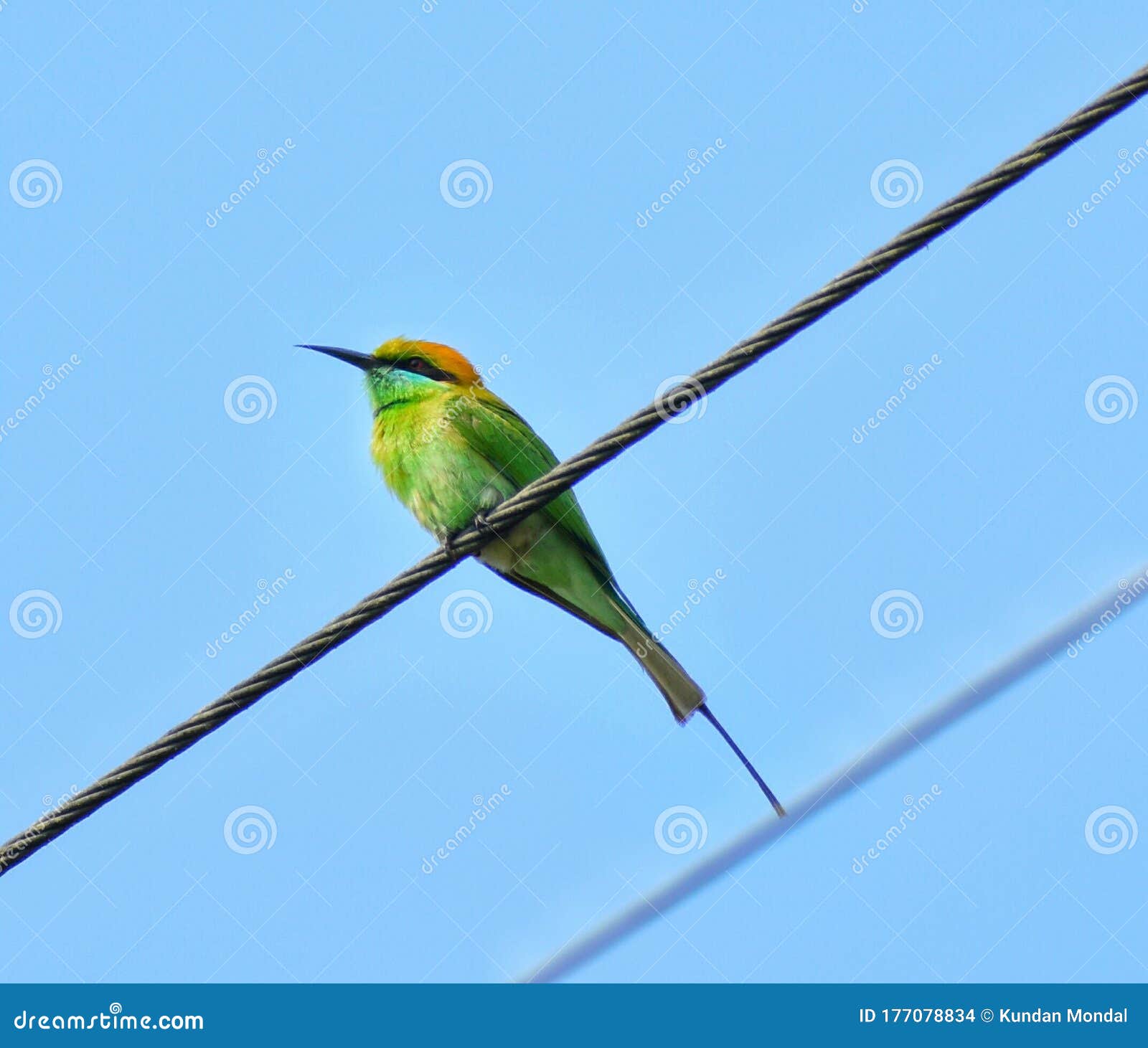 A Green Bee-eater Waiting on a Wire To Catch Bee Stock Photo - Image of ...
