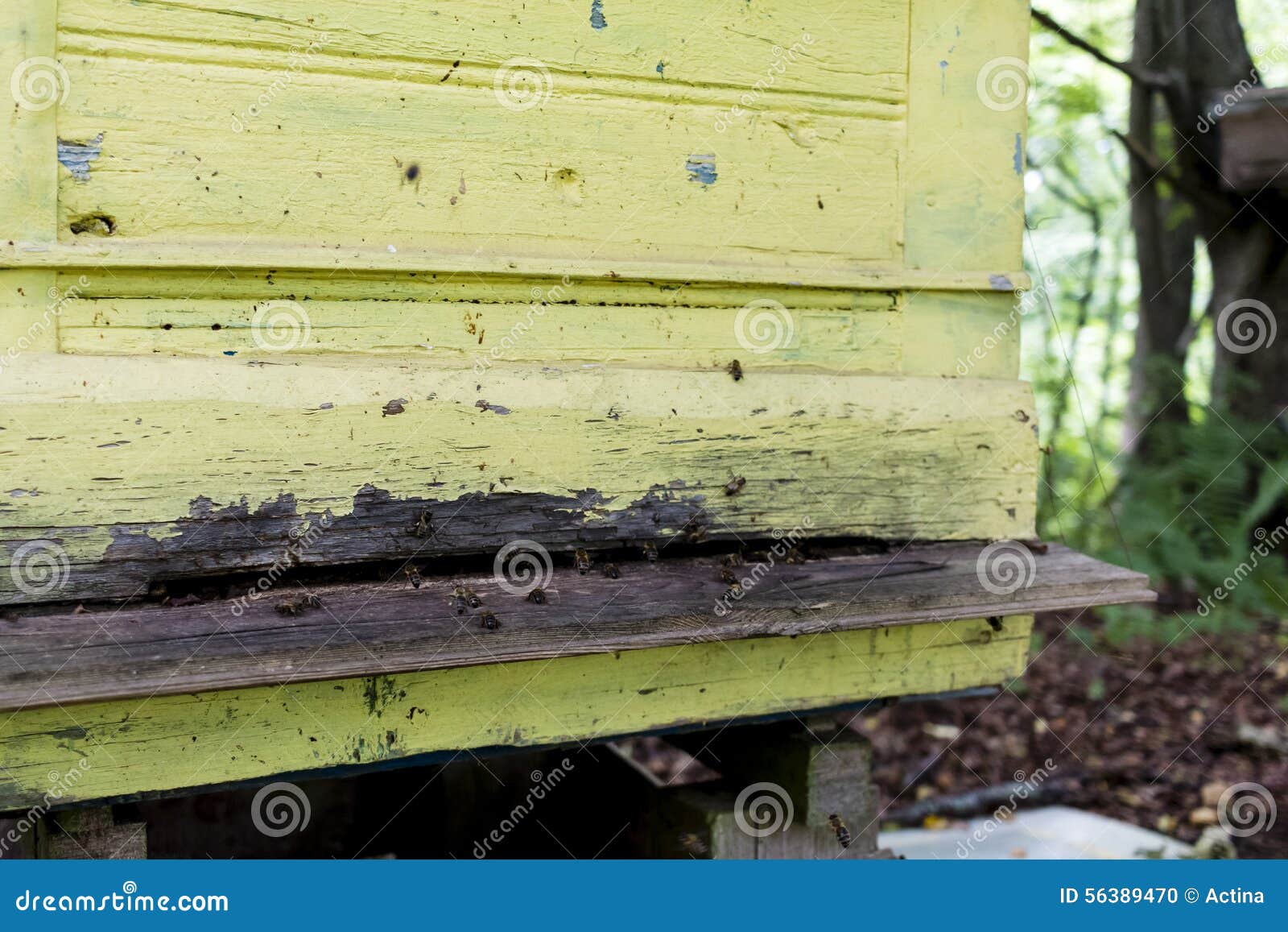 Green bee house stock photo. Image of herbal, color, animal - 56389470