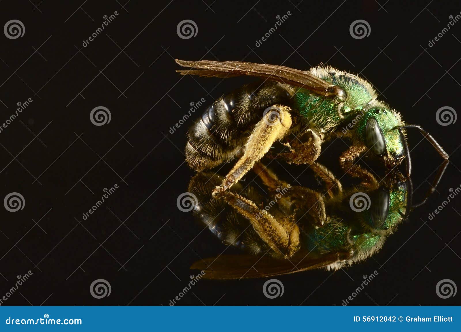 Green Bee with Reflection Isolated on Black Stock Photo - Image of ...