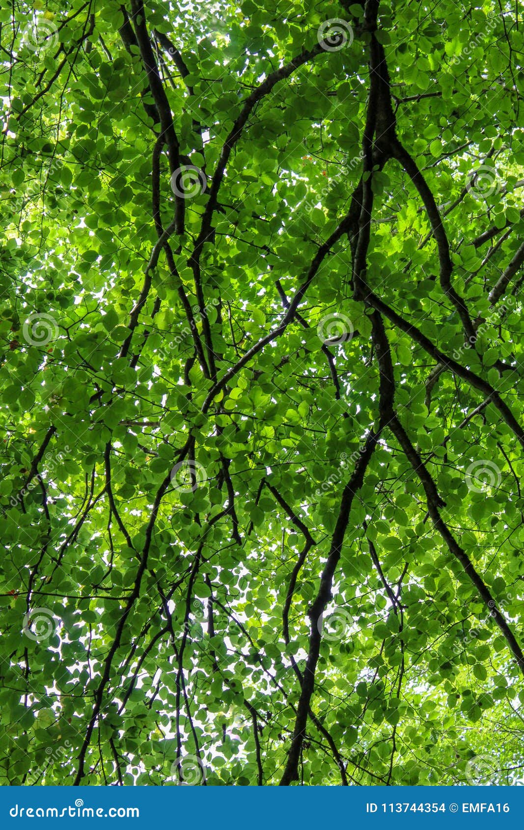 Green Beech Tree Canopy Foliage Pattern Stock Photo - Image of nature ...