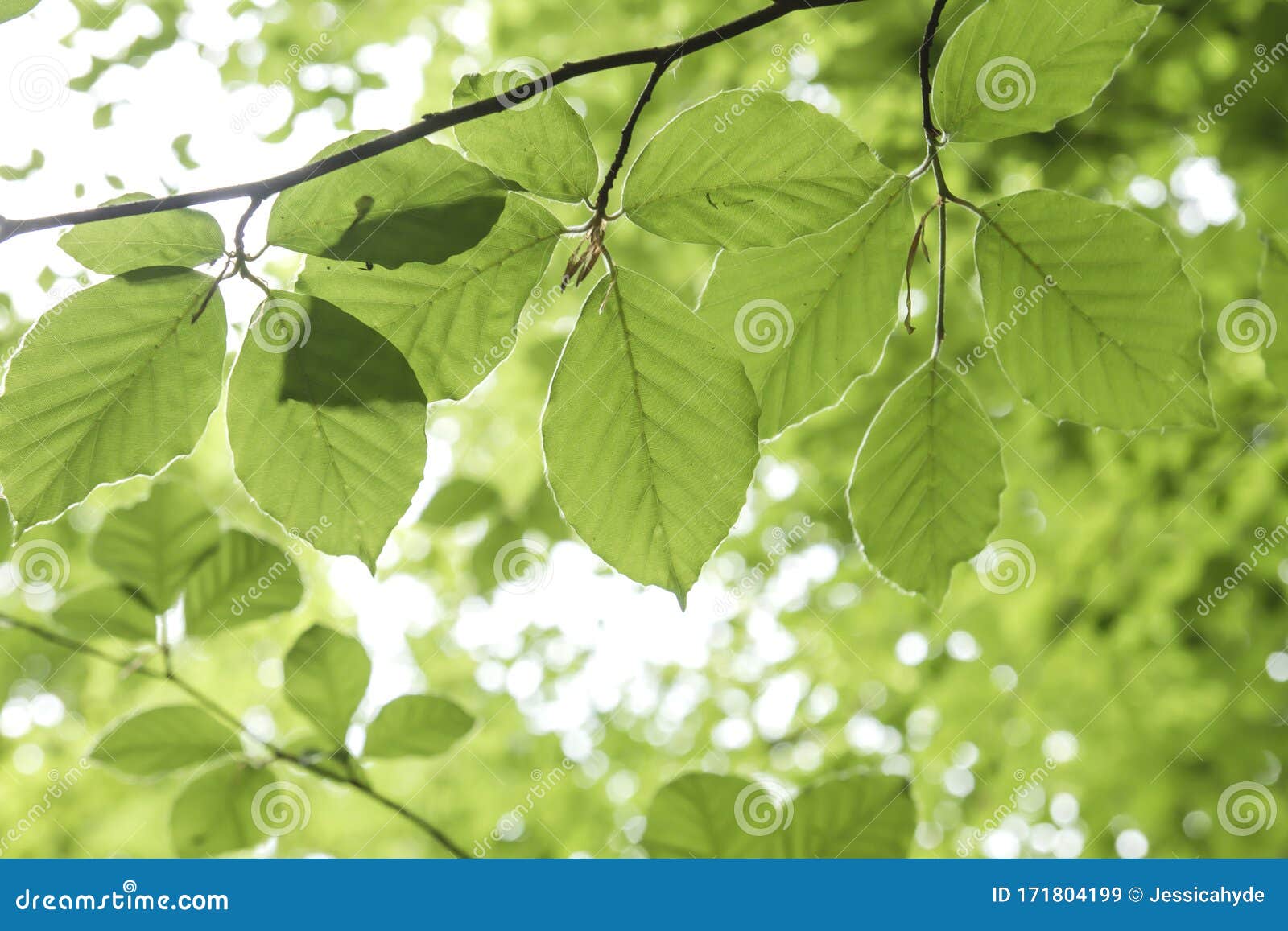Green beech tree foliage stock image. Image of beech - 171804199