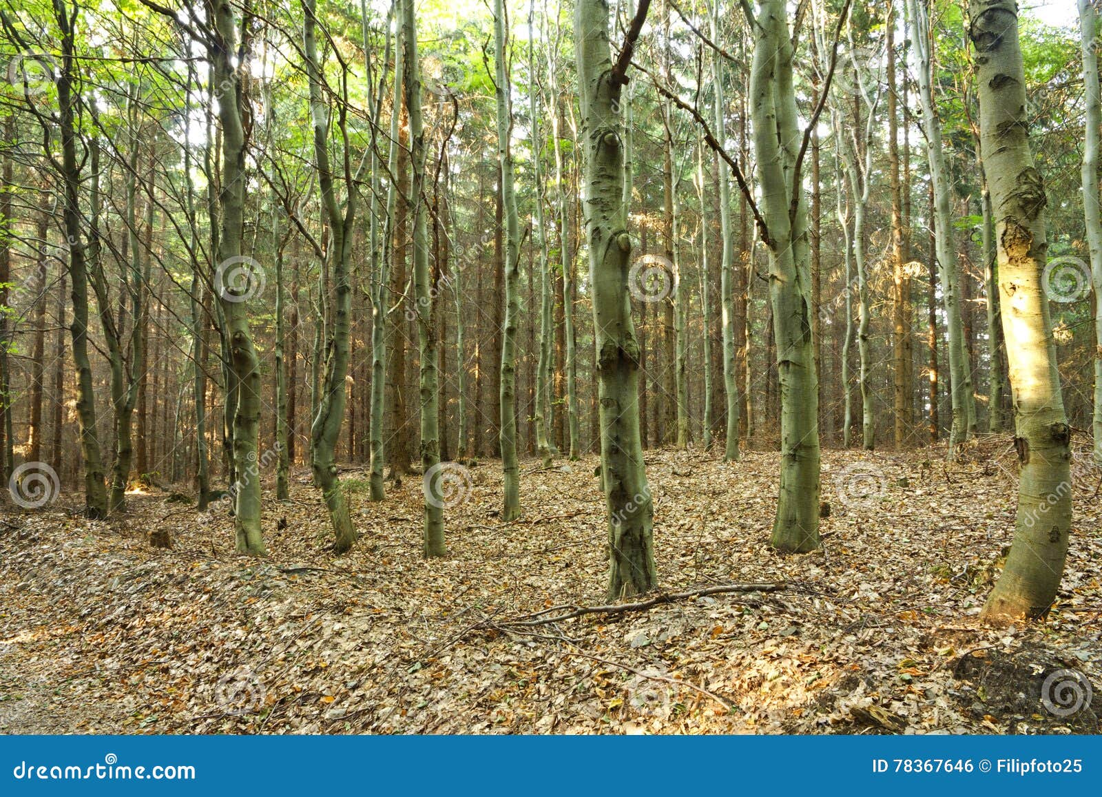 Green beech tree forest stock photo. Image of copse, forest - 78367646