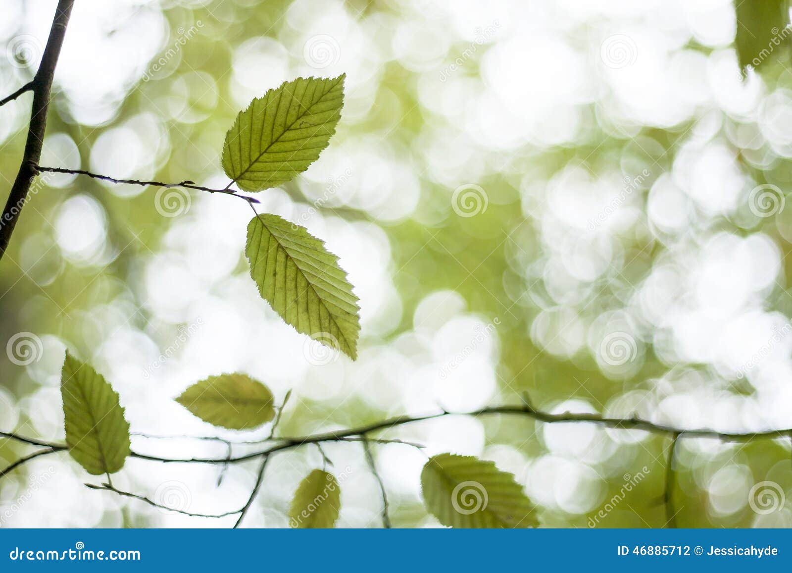Green beech tree leaves stock photo. Image of minimal - 46885712