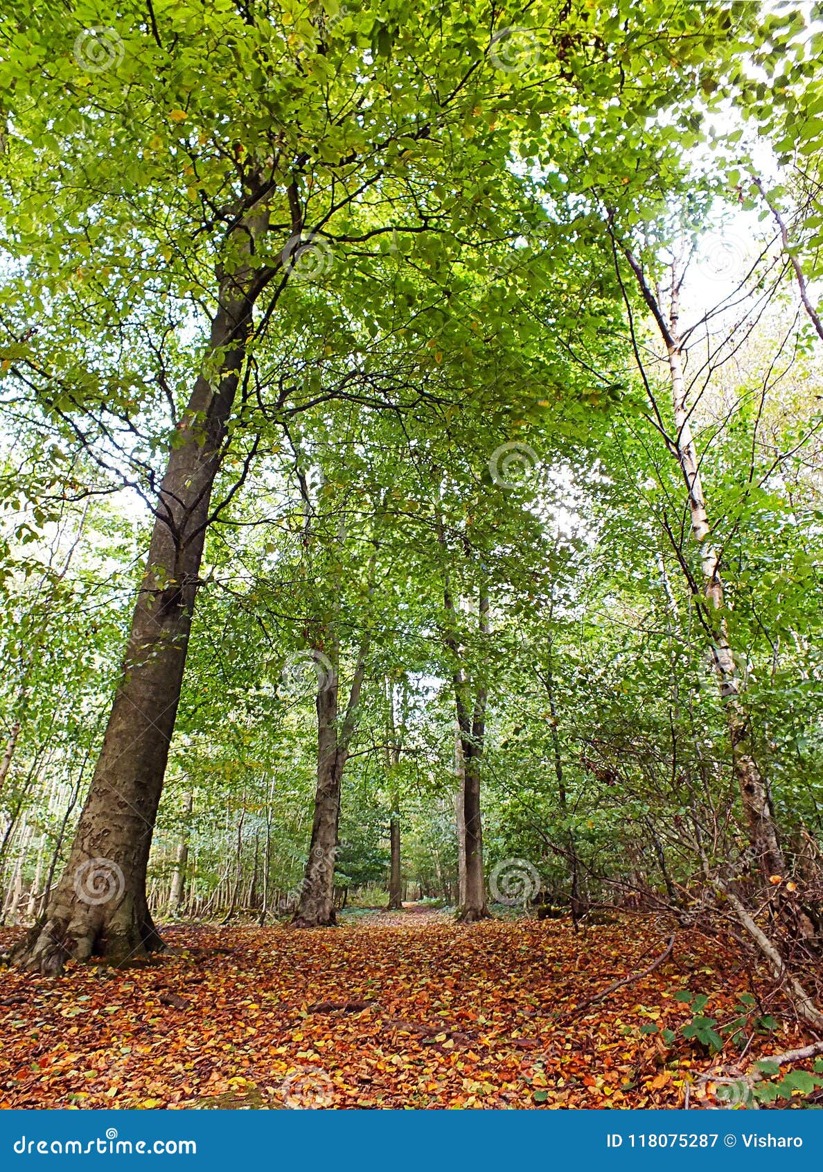 Beech Trees stock image. Image of green, natural, trees - 118075287