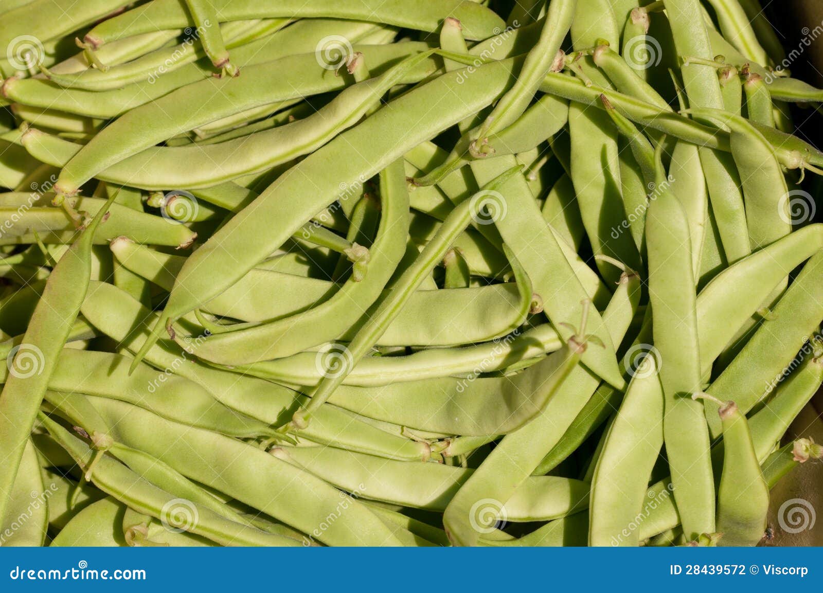 Green Beens stock photo. Image of garden, bean, food - 28439572