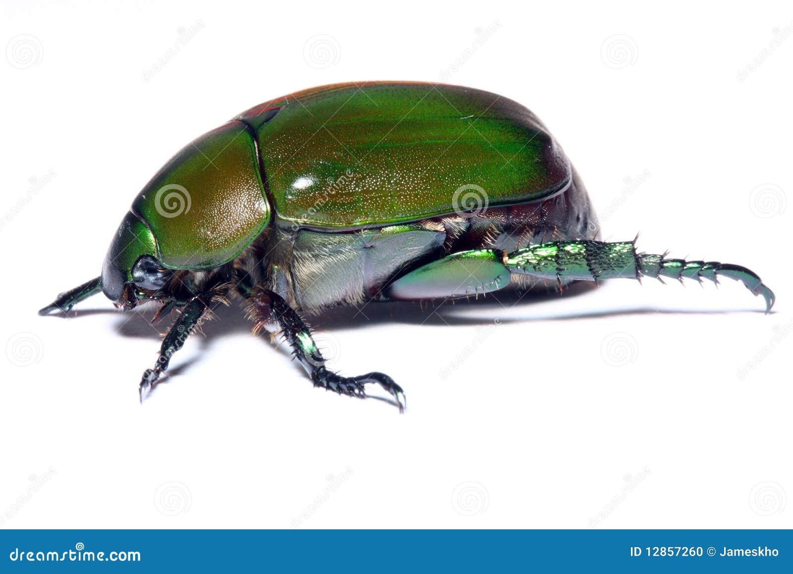 Green Beetle On A Daisy. Beautiful Photos Of Small Insects. Stock ...
