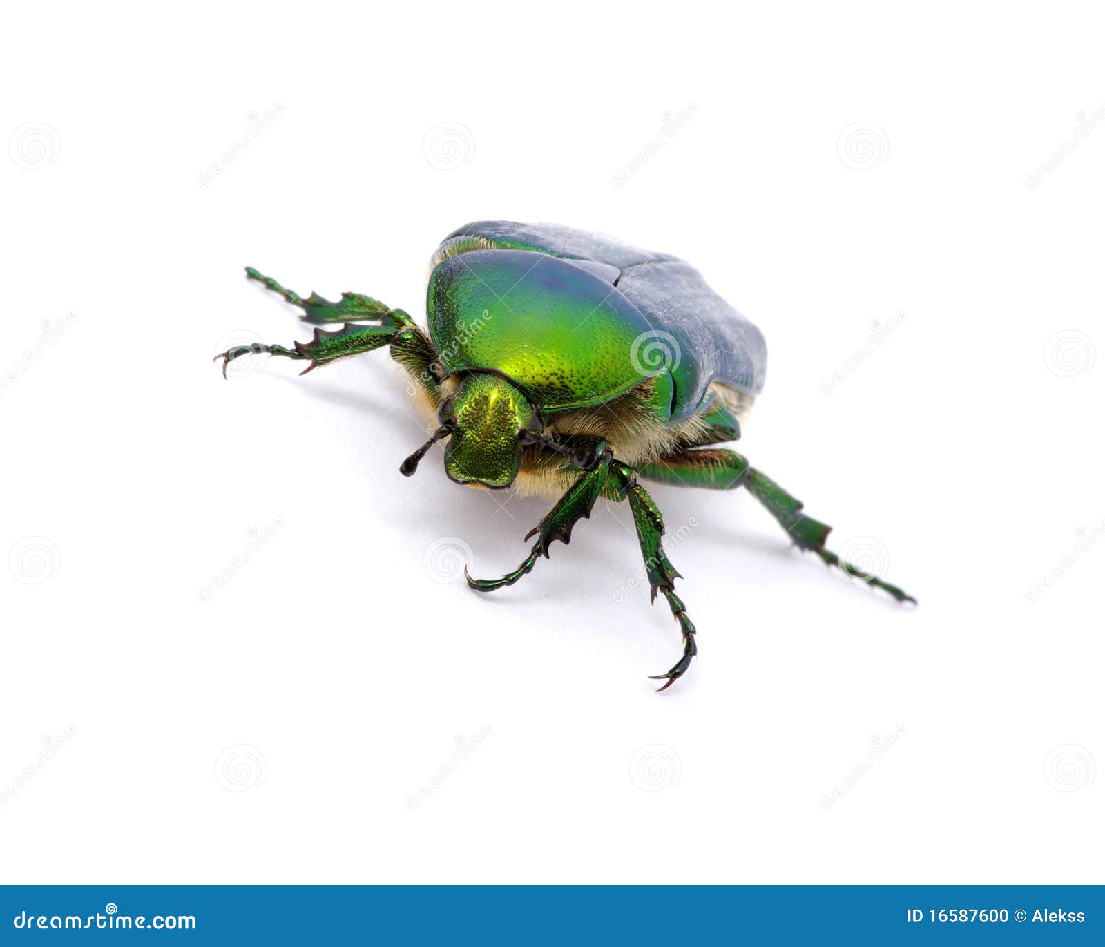 Green Beetle On A Daisy. Beautiful Photos Of Small Insects. Stock ...