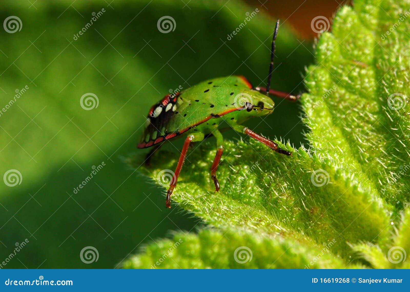 Green Beetle On A Daisy. Beautiful Photos Of Small Insects. Stock ...