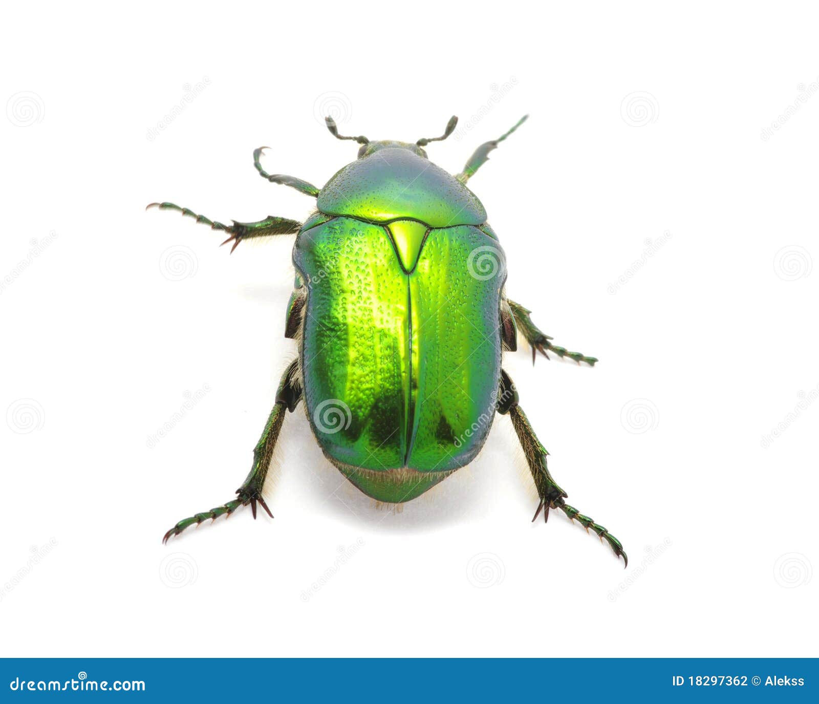 Green Beetle On A Daisy. Beautiful Photos Of Small Insects. Stock ...