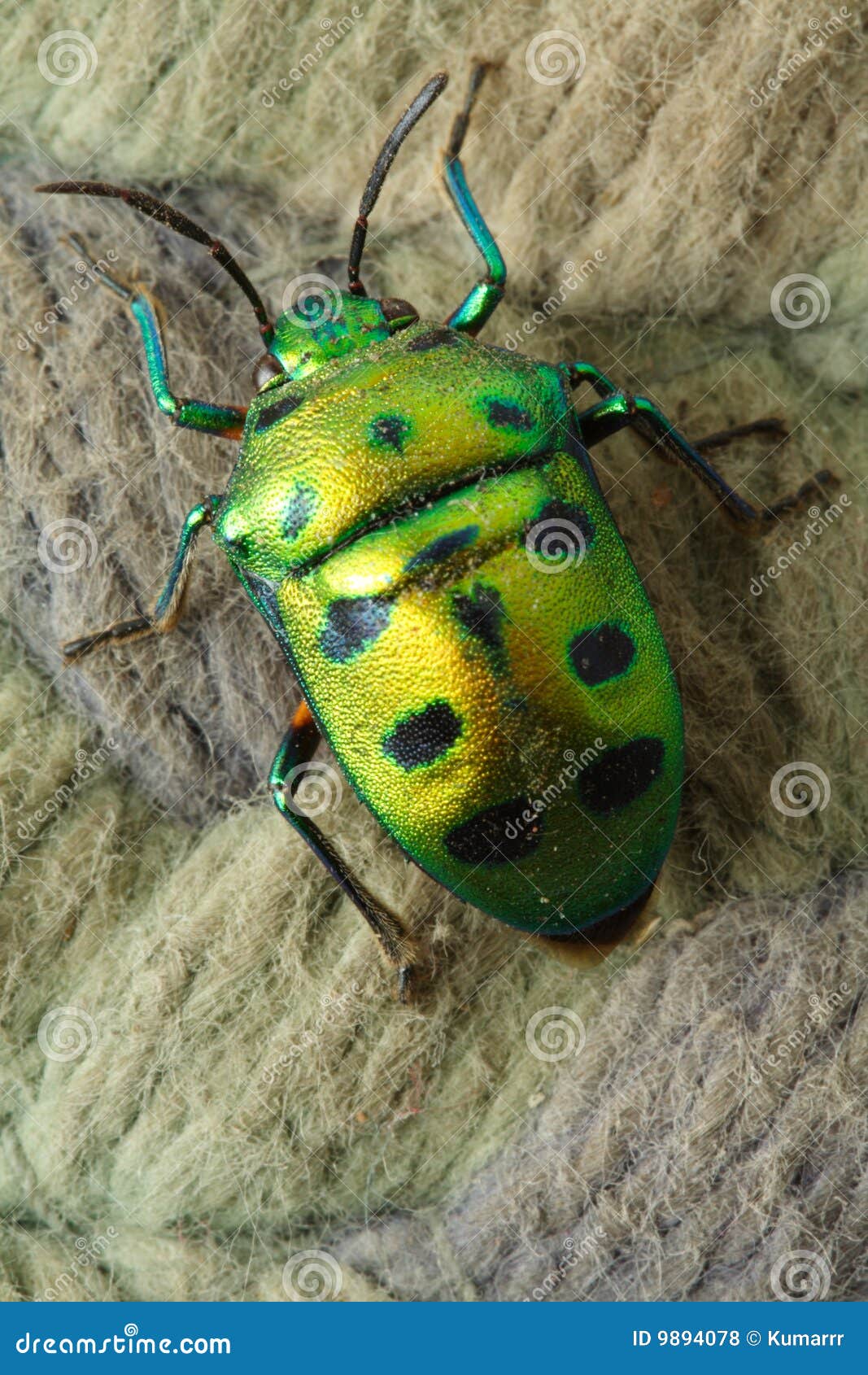 Green Beetle On A Daisy. Beautiful Photos Of Small Insects. Stock ...