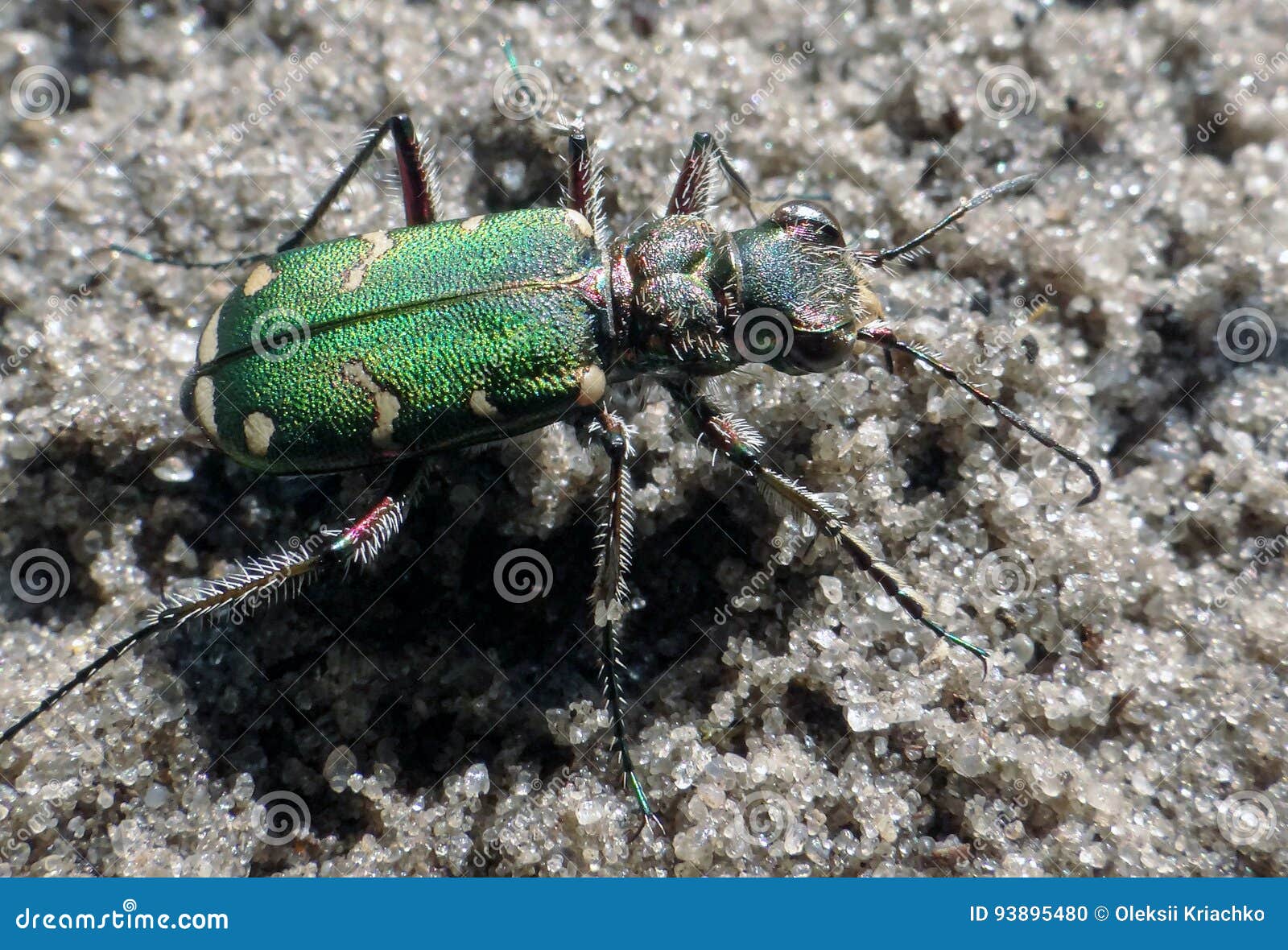 Green beetle stock photo. Image of beetles, little, region - 93895480