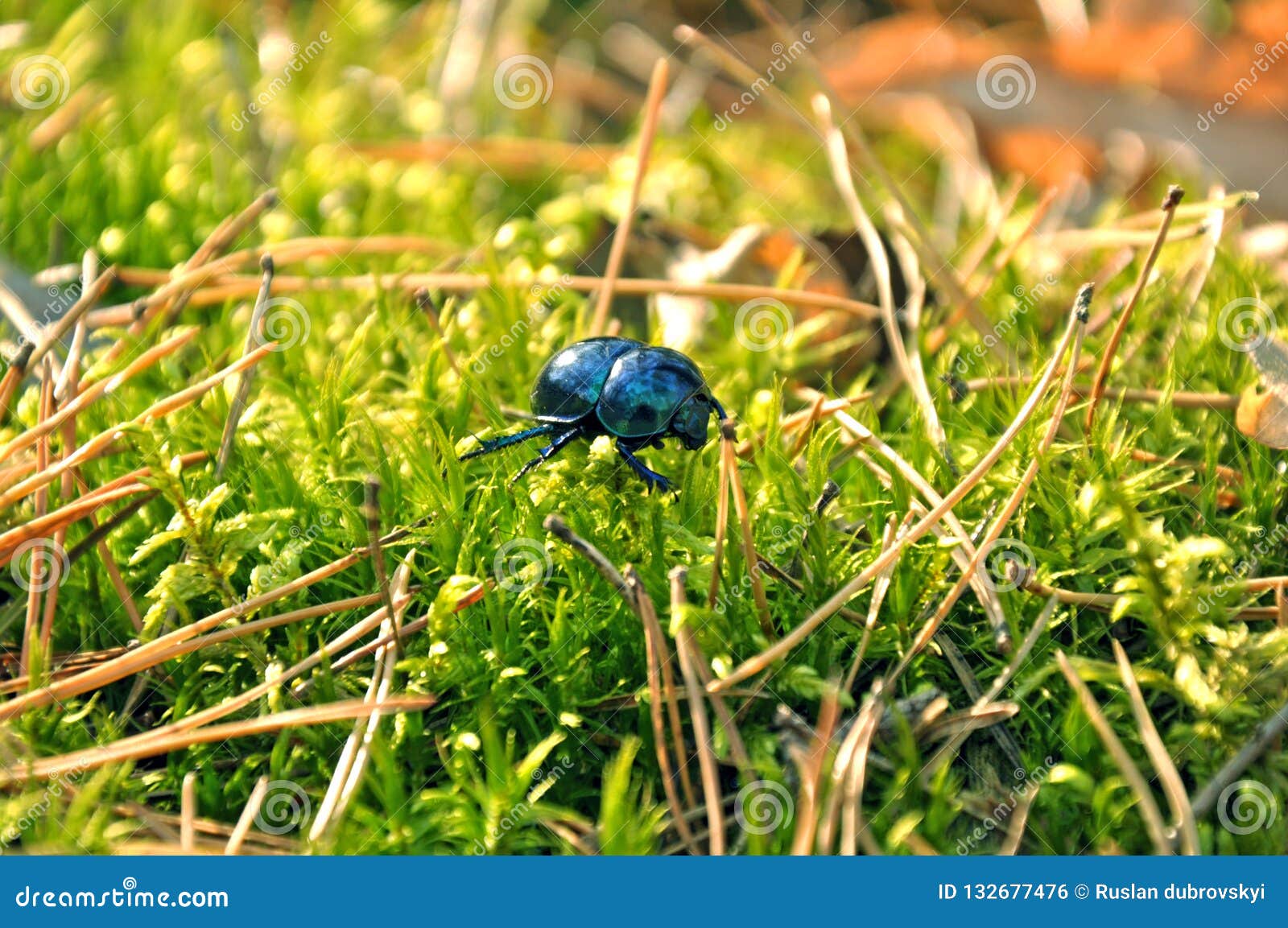 Green beetle crawling. stock photo. Image of outdoors - 132677476
