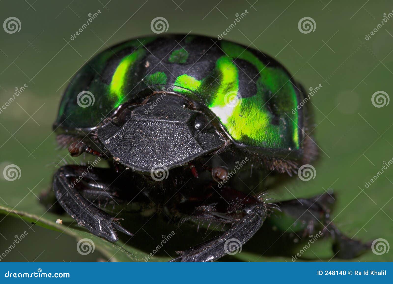 Green Beetle On A Daisy. Beautiful Photos Of Small Insects. Stock ...