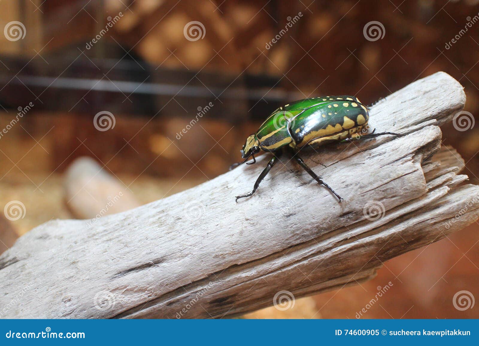 Gold Bug Beetle Insect Insects Royalty-Free Stock Image | CartoonDealer ...