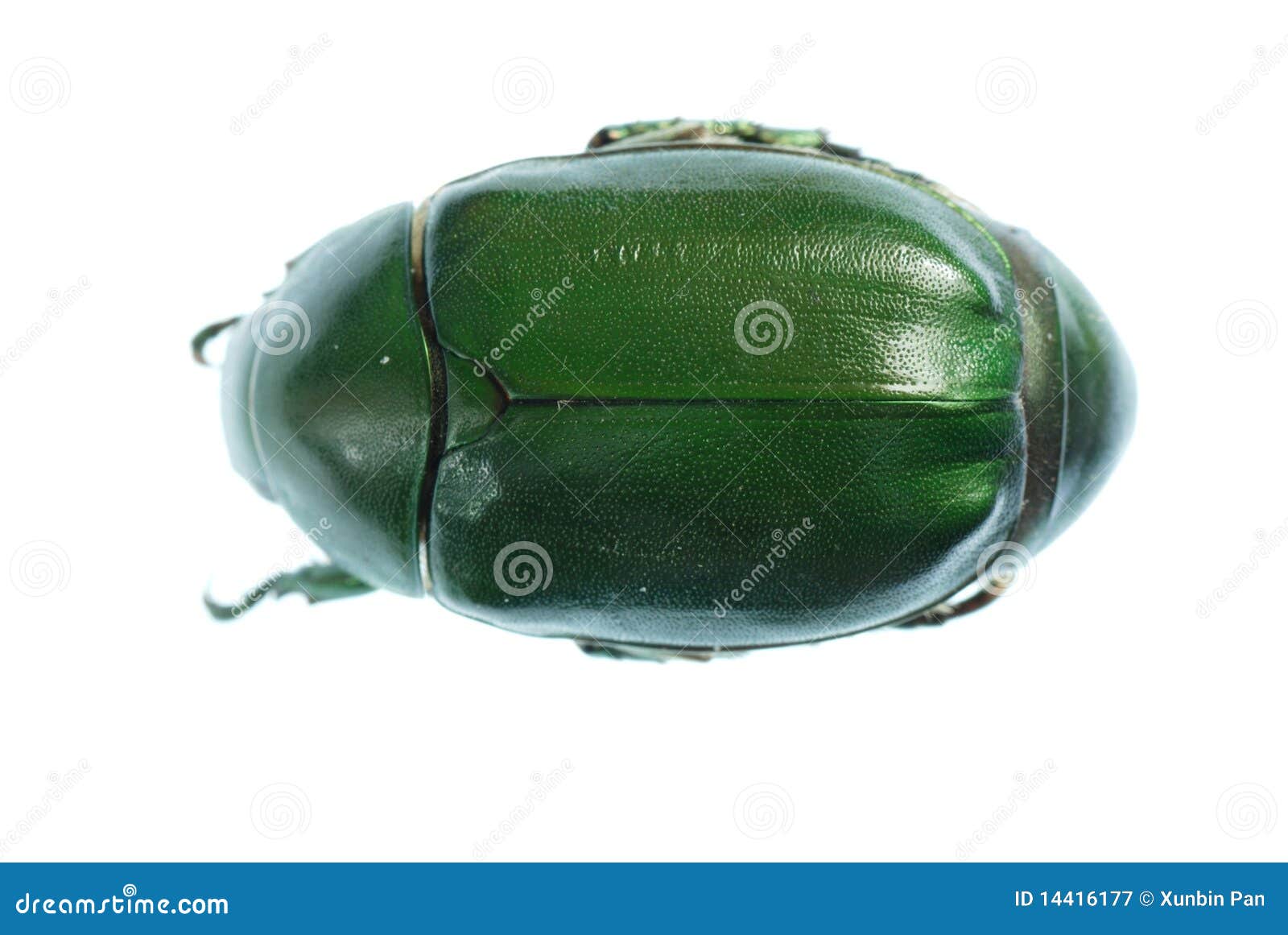 Green beetle insect stock image. Image of brown, biology - 14416177