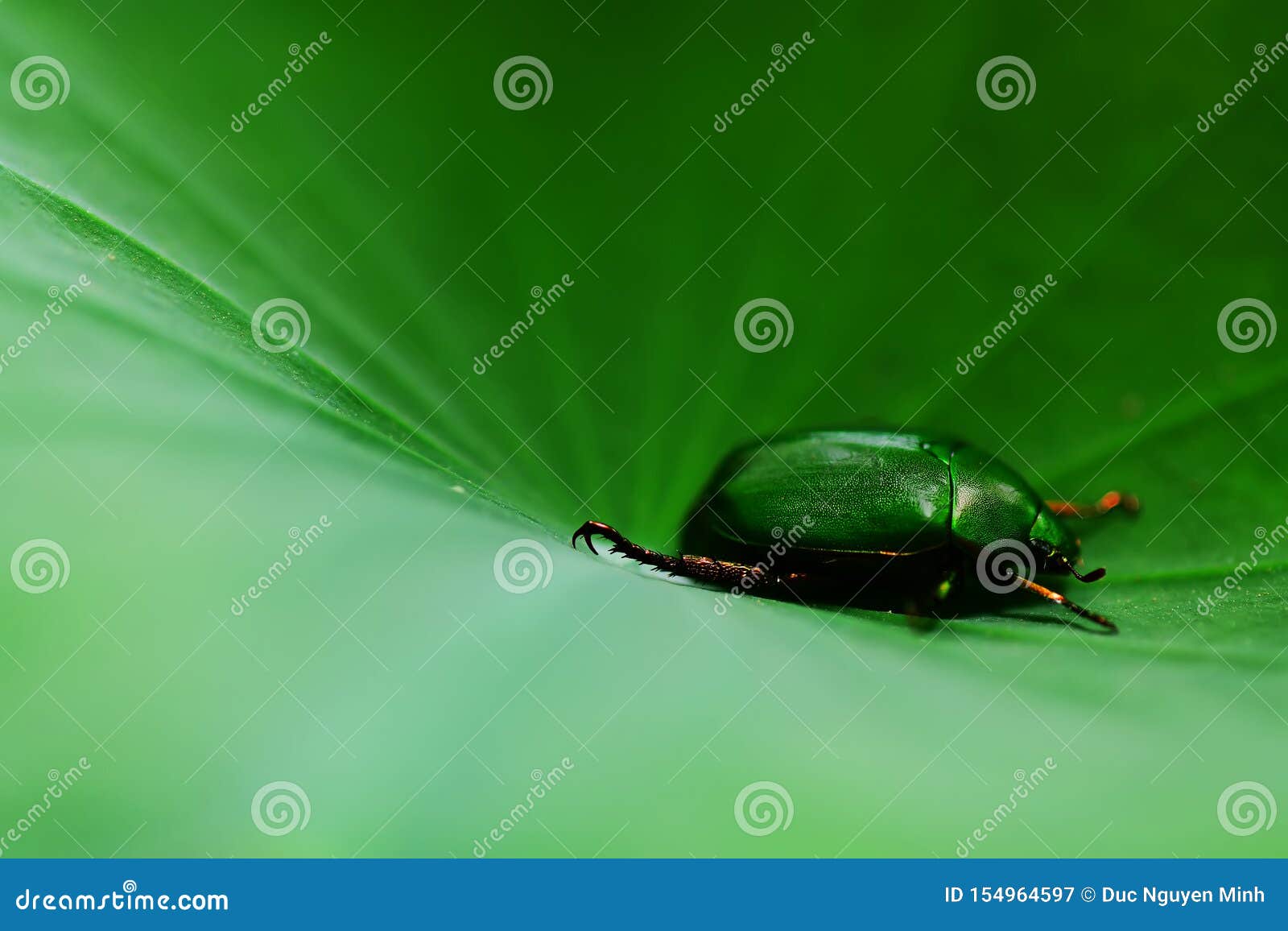 Green Bug on the Lotus Leaf Stock Image - Image of wild, closeup: 154964597