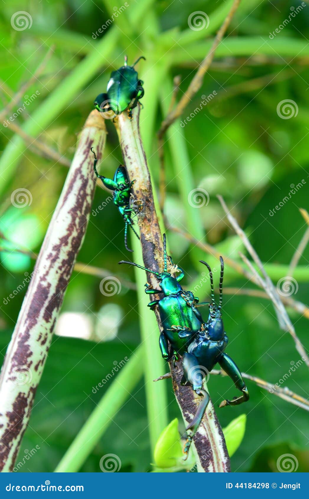 Green Beetle stock photo. Image of shooting, macro, meloe - 44184298