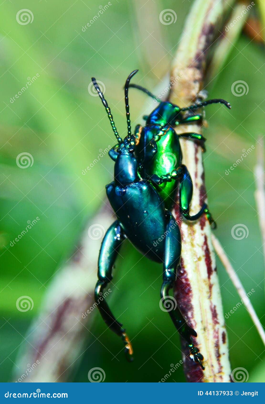 Green Beetle mating stock image. Image of blister, animals - 44137933