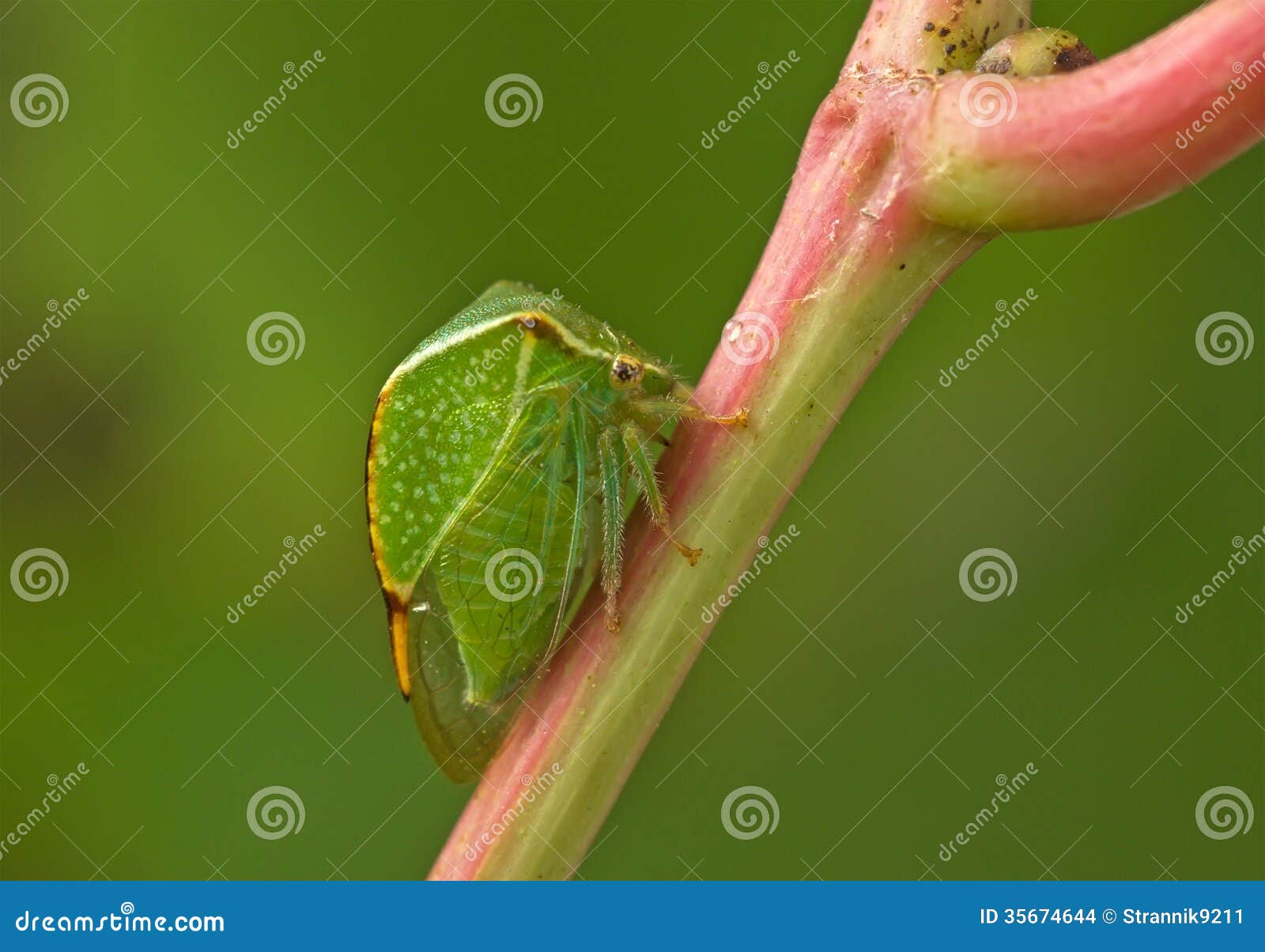 Green beetle. stock photo. Image of details, spring, plant - 35674644