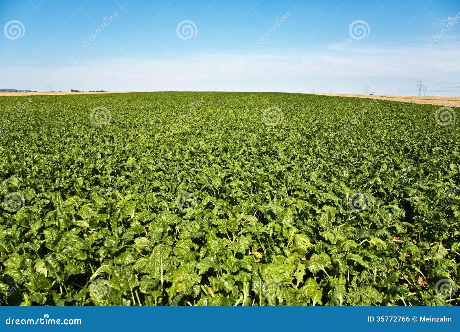 Green Beets in the Field in Sunshine Stock Photo - Image of agriculture ...