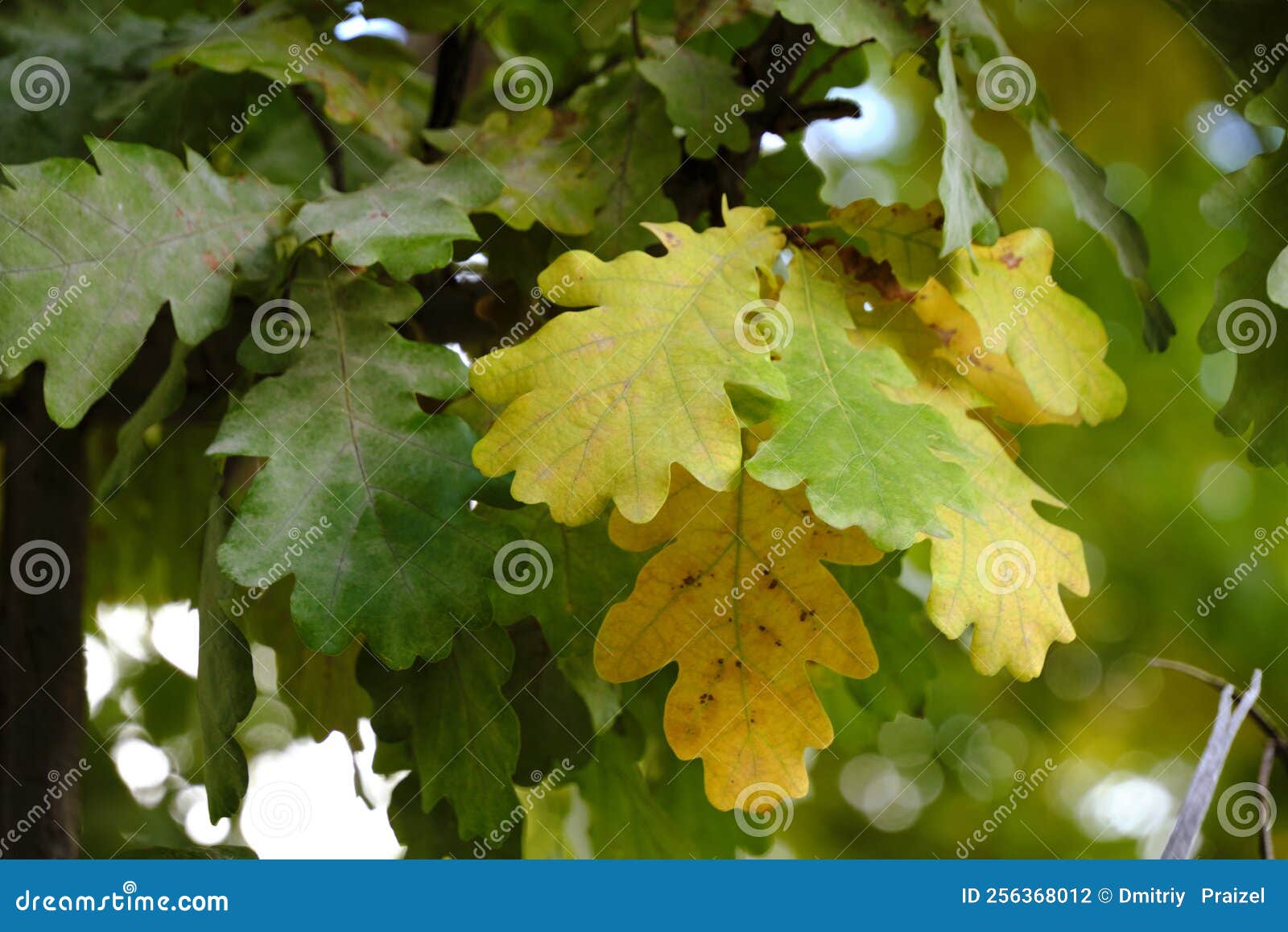 Green and Beginning To Turn Yellow Oak Foliage Stock Photo - Image of ...