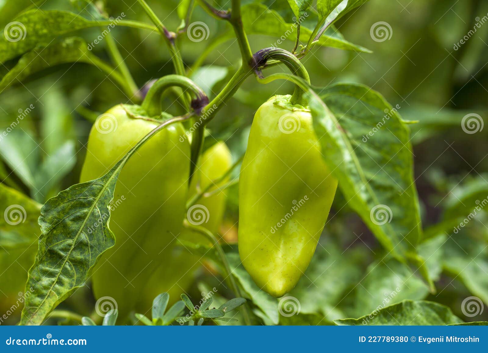 Green Bell Pepper on a Bush Stock Photo - Image of fresh, organic ...