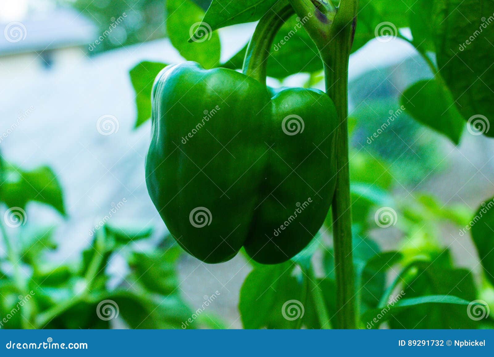 Green Bell Pepper - Capsicum Annuum Stock Photo - Image of farming ...