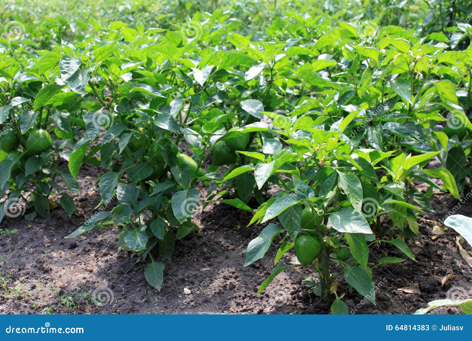 Green bell pepper plant stock image. Image of cultivation - 64814383