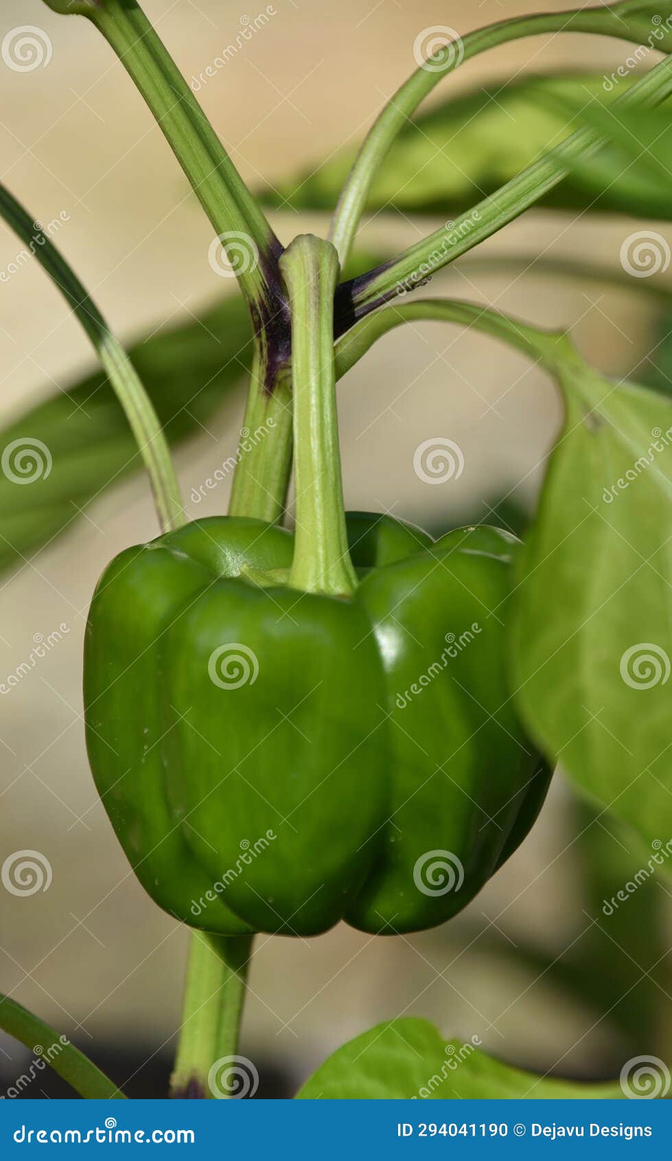 Green Bell Pepper on a Pepper Plant Stock Photo - Image of food, nature ...
