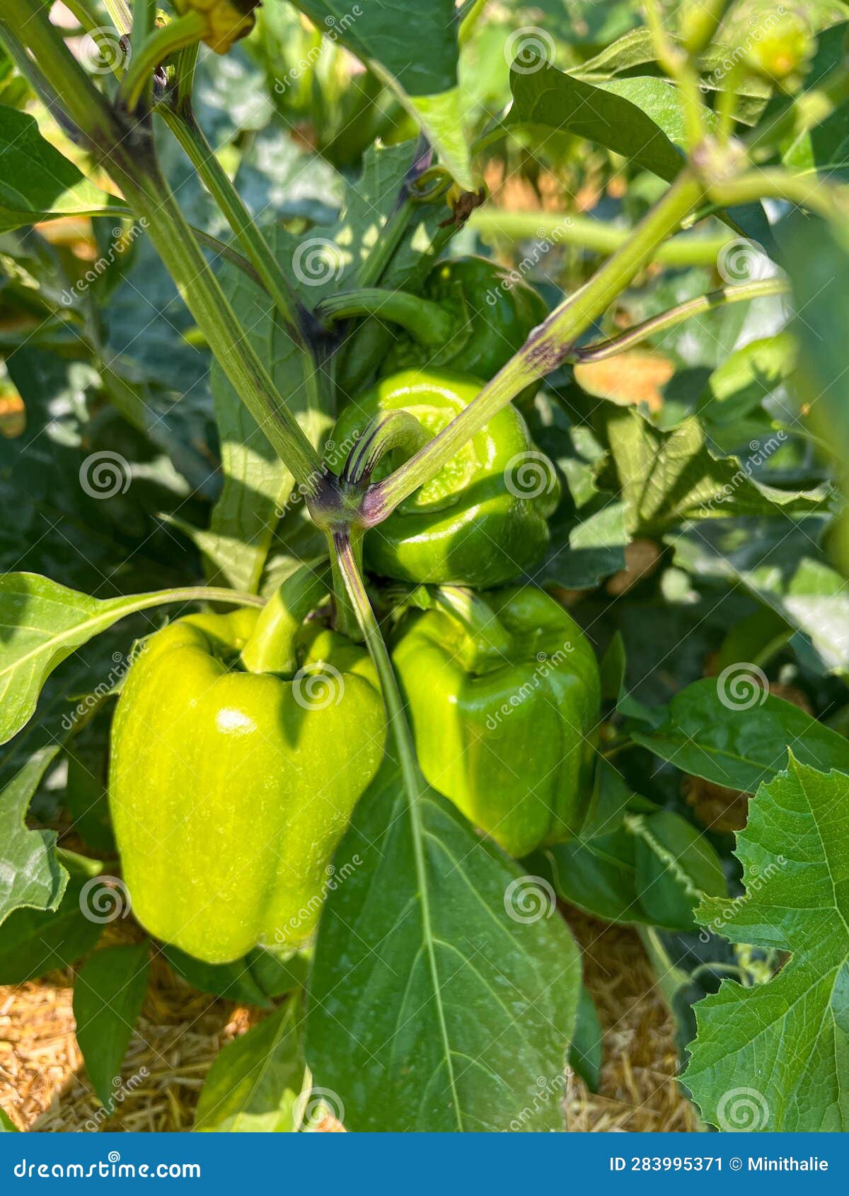 Green bell pepper plant stock image. Image of summer - 283995371
